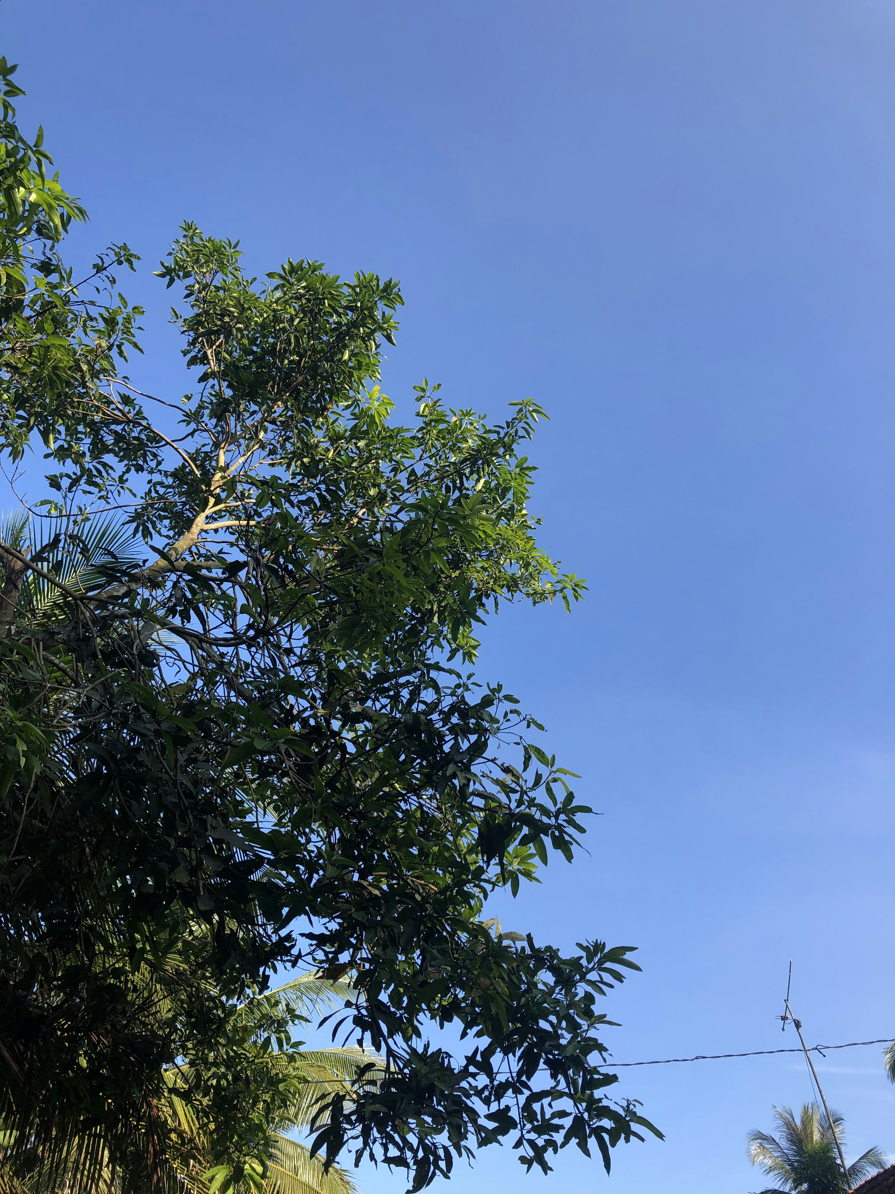 A blue sky with a few clouds and some trees photo – Free Blue Image on ...