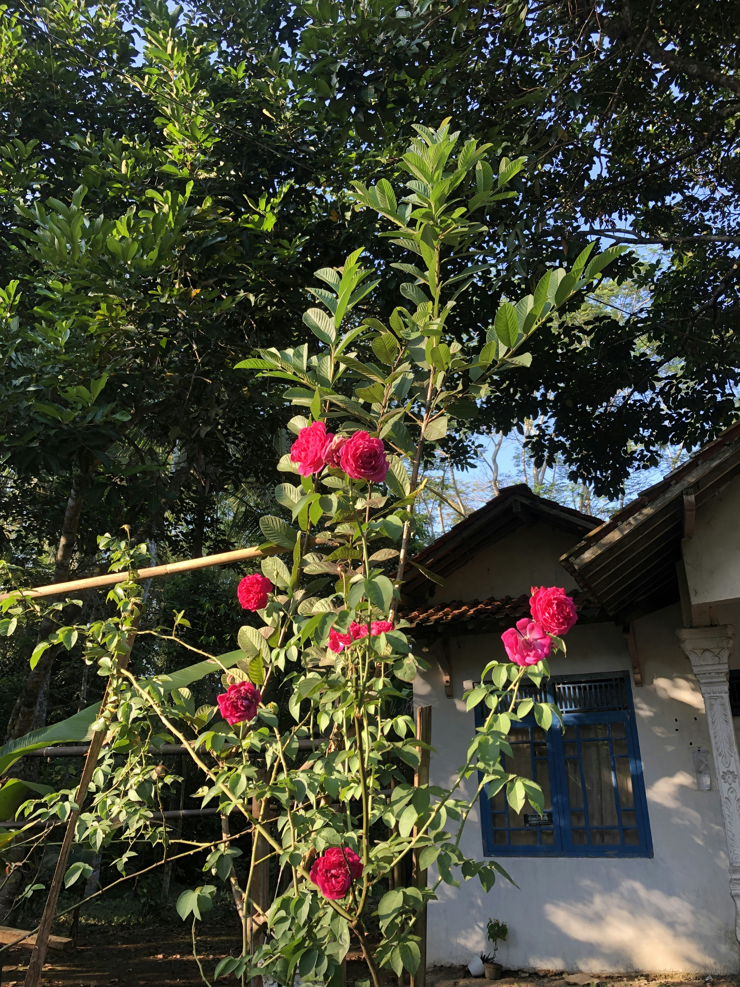 Crimson Climbers: Roses Rising Along a Sunlit Cottage Wall