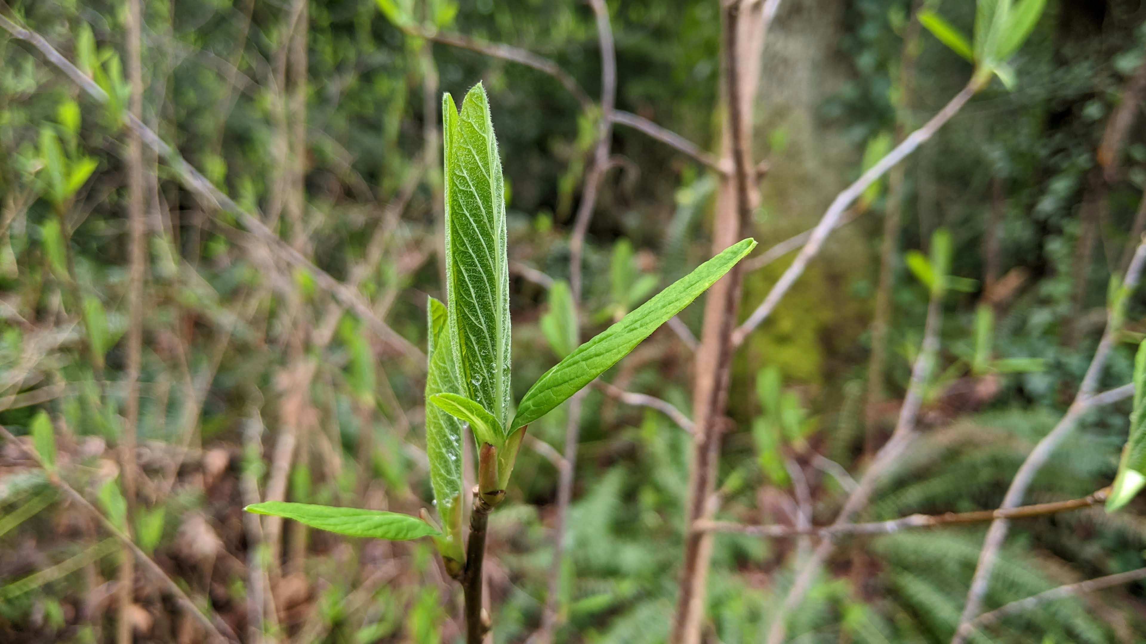 Emergent Leaflet: a single vertical shoot rises amid a tangle of branches