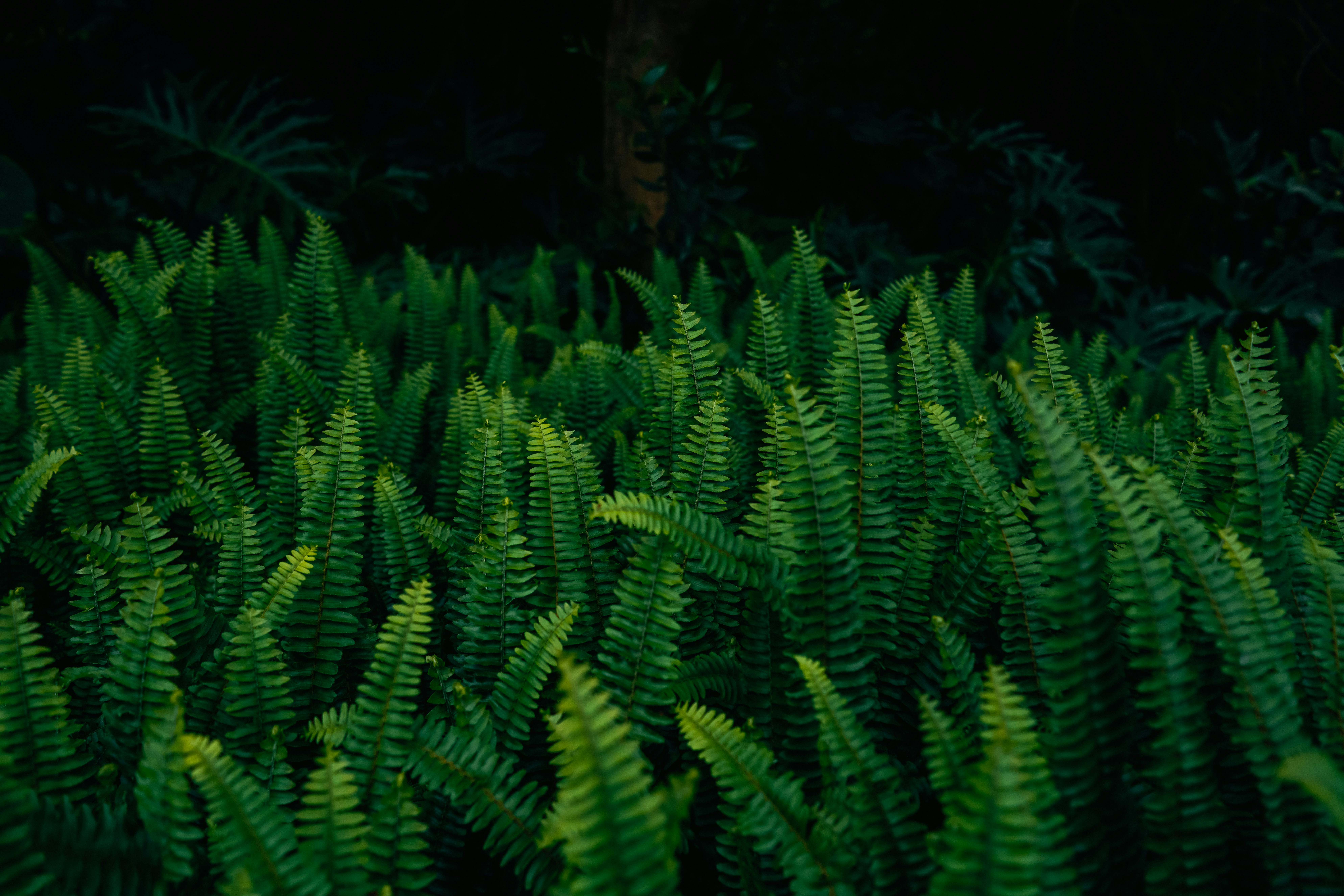 a lush green forest filled with lots of leaves