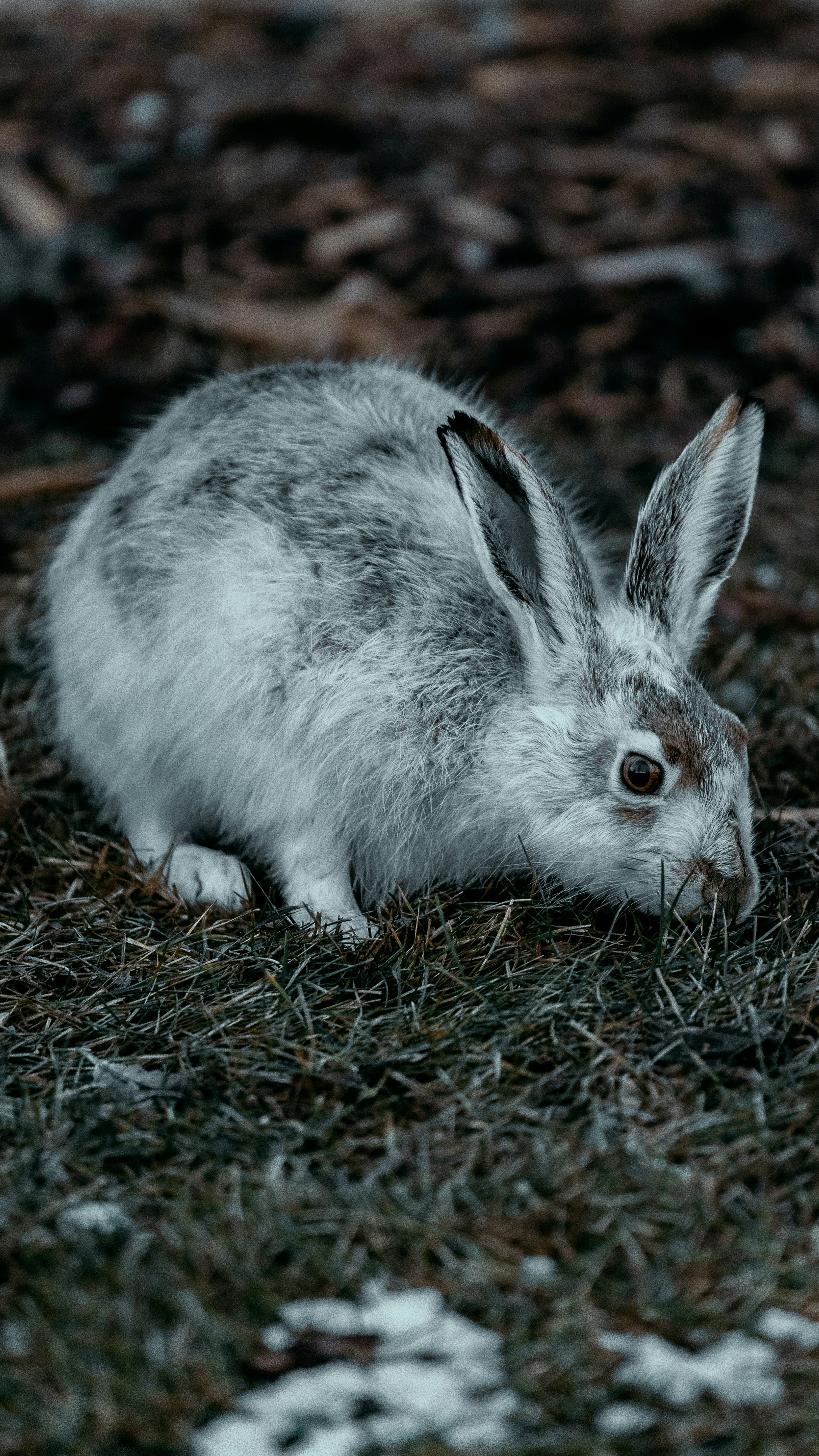 Arctic hare foraging on grass, blending seamlessly with its snowy surroundings. The animal's fur showcases intricate details against the earthy backdrop.