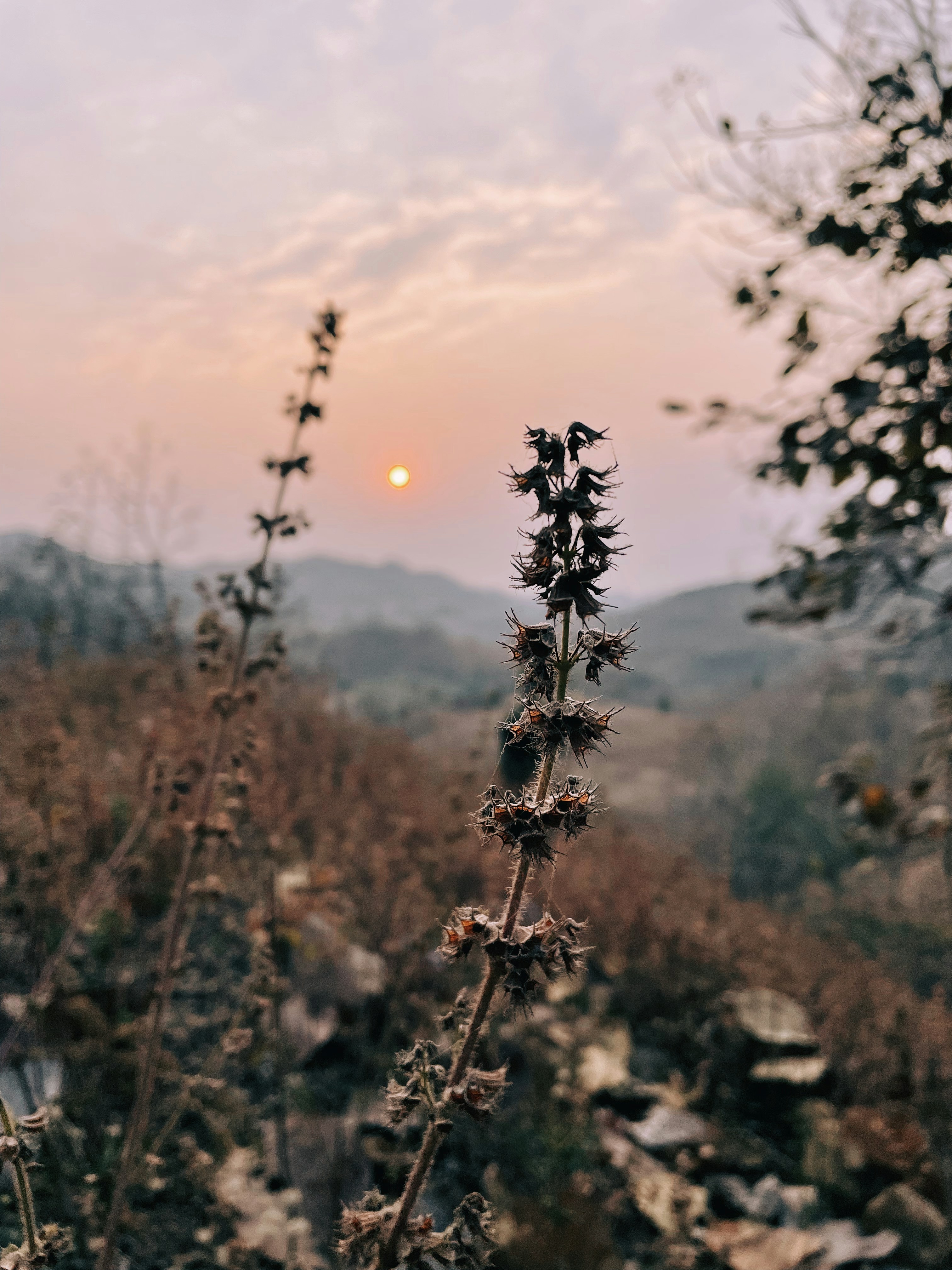 Sunlit Stalks at Dusk Over a Hazy Valley