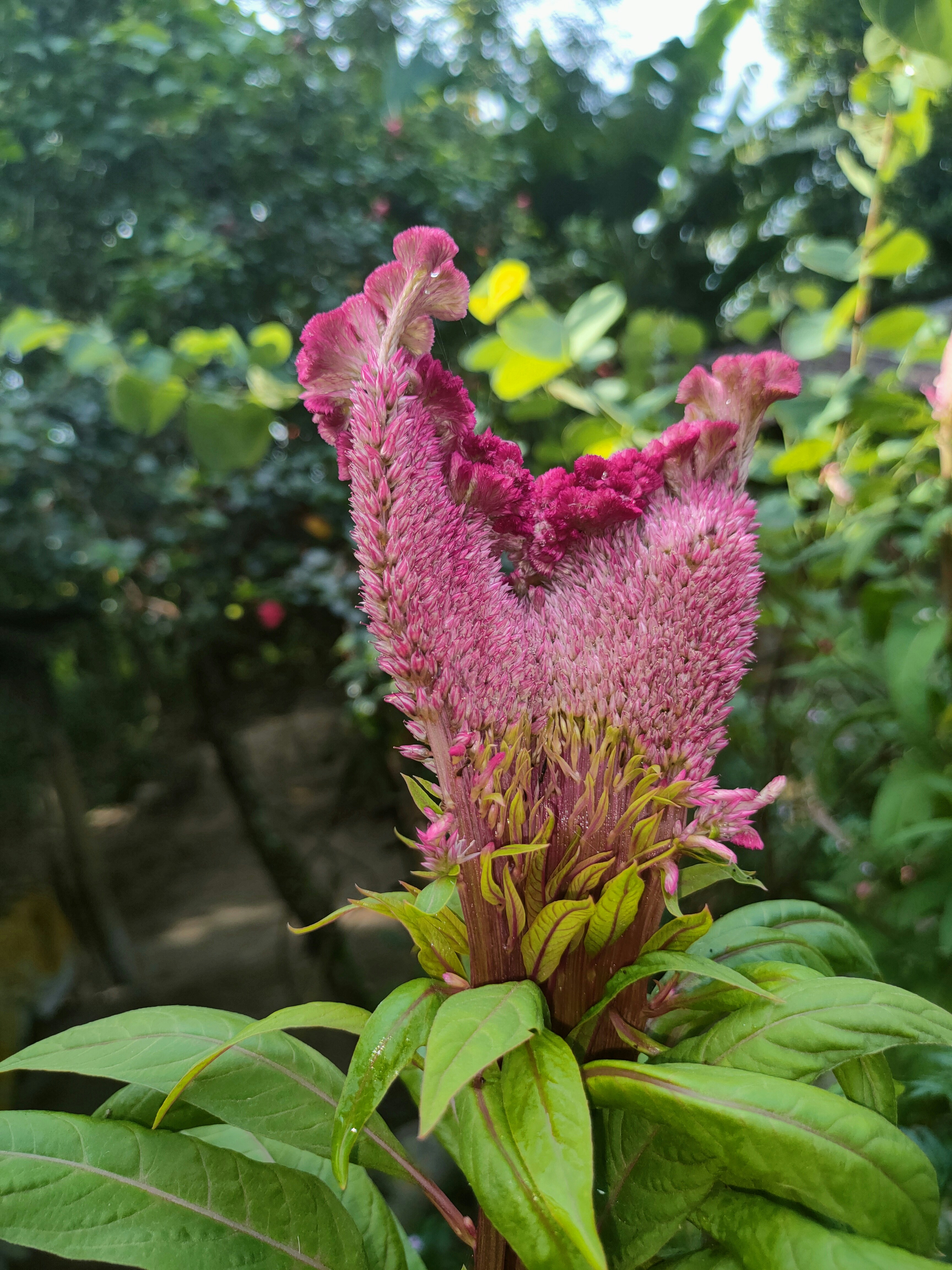 Pink Celosia Crown: Fuzzy Plumes in a Quiet Garden