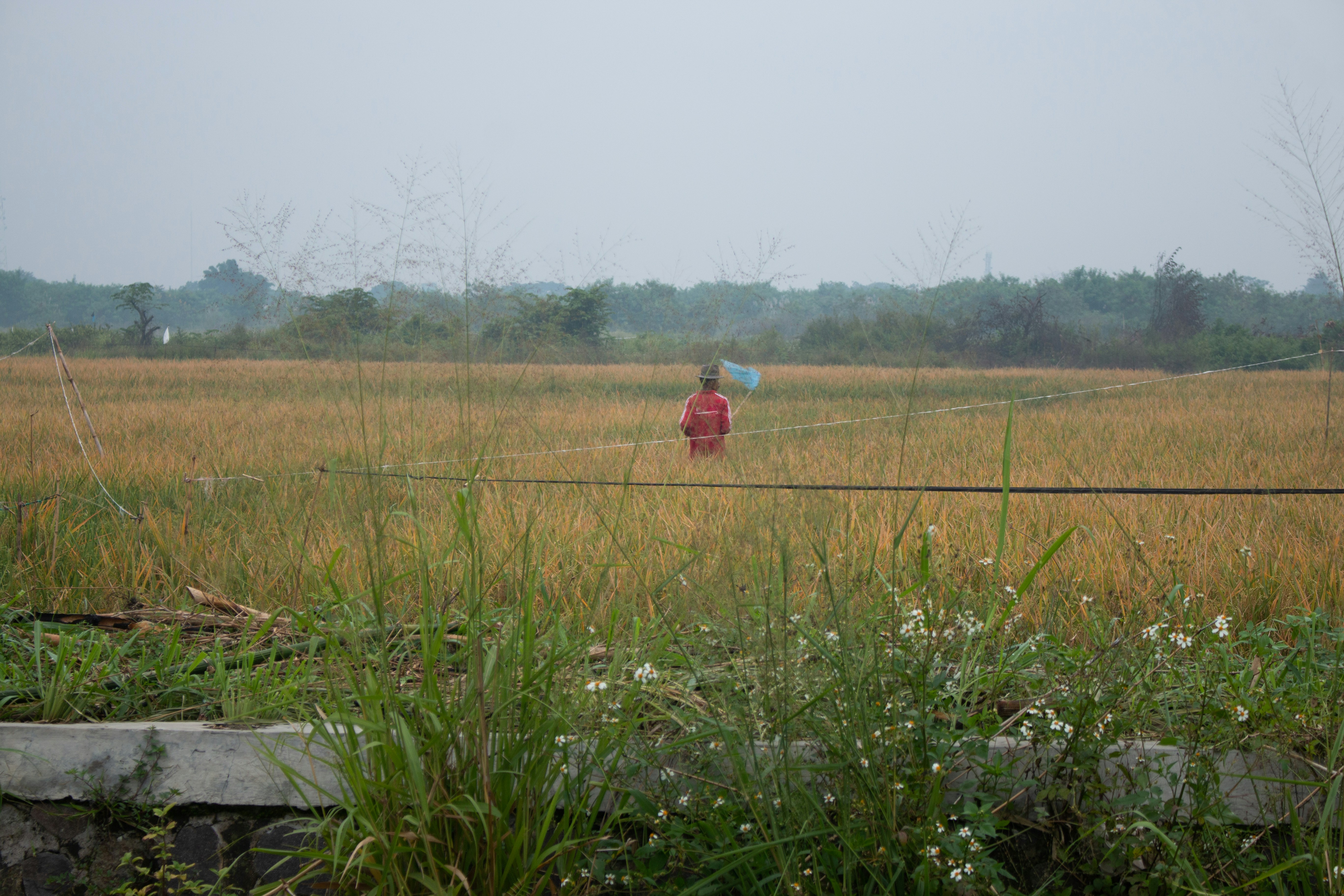 A farmer in a red shirt walks through a golden rice field under a hazy sky, embodying the tranquility of rural life.