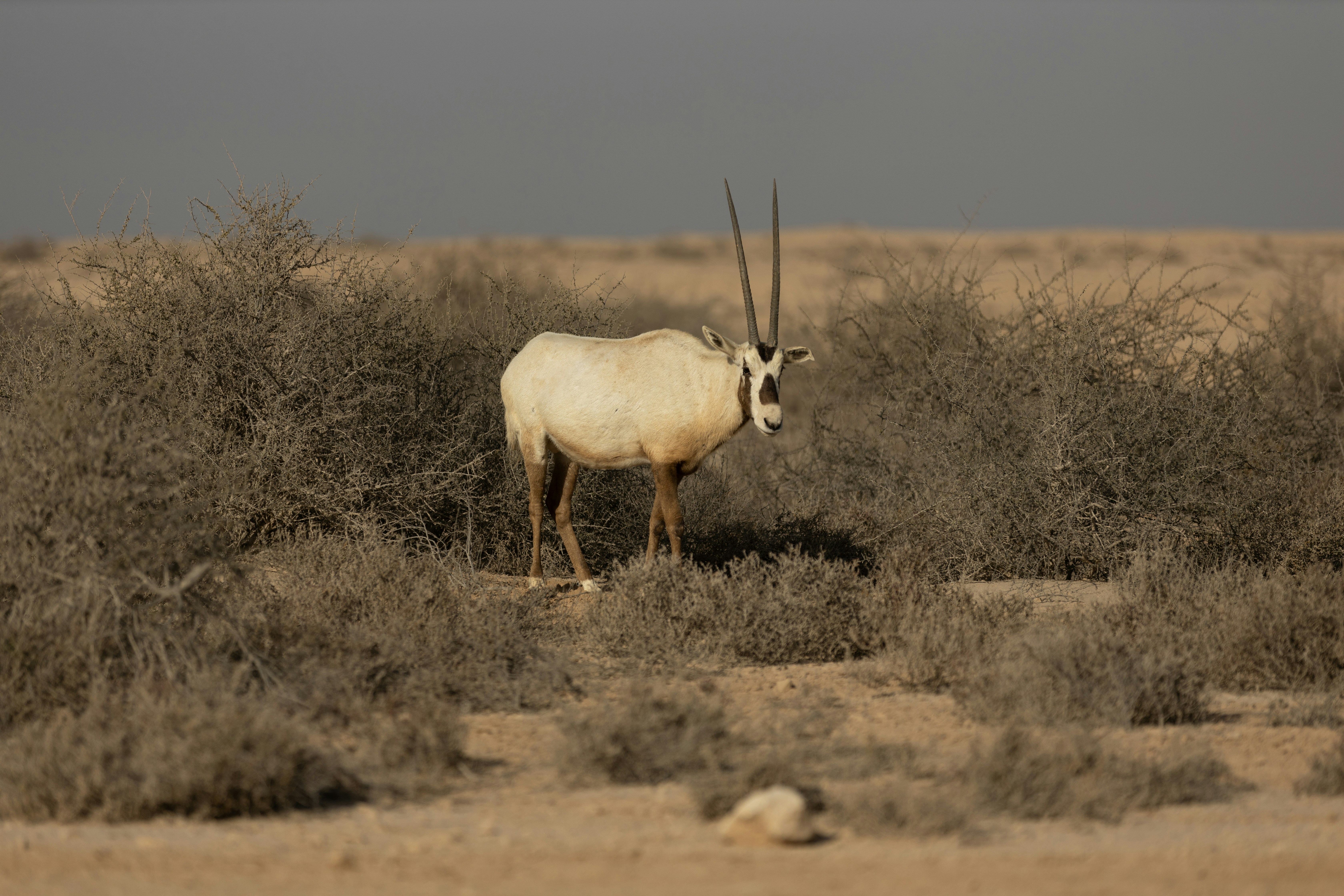 an animal standing in the middle of a field