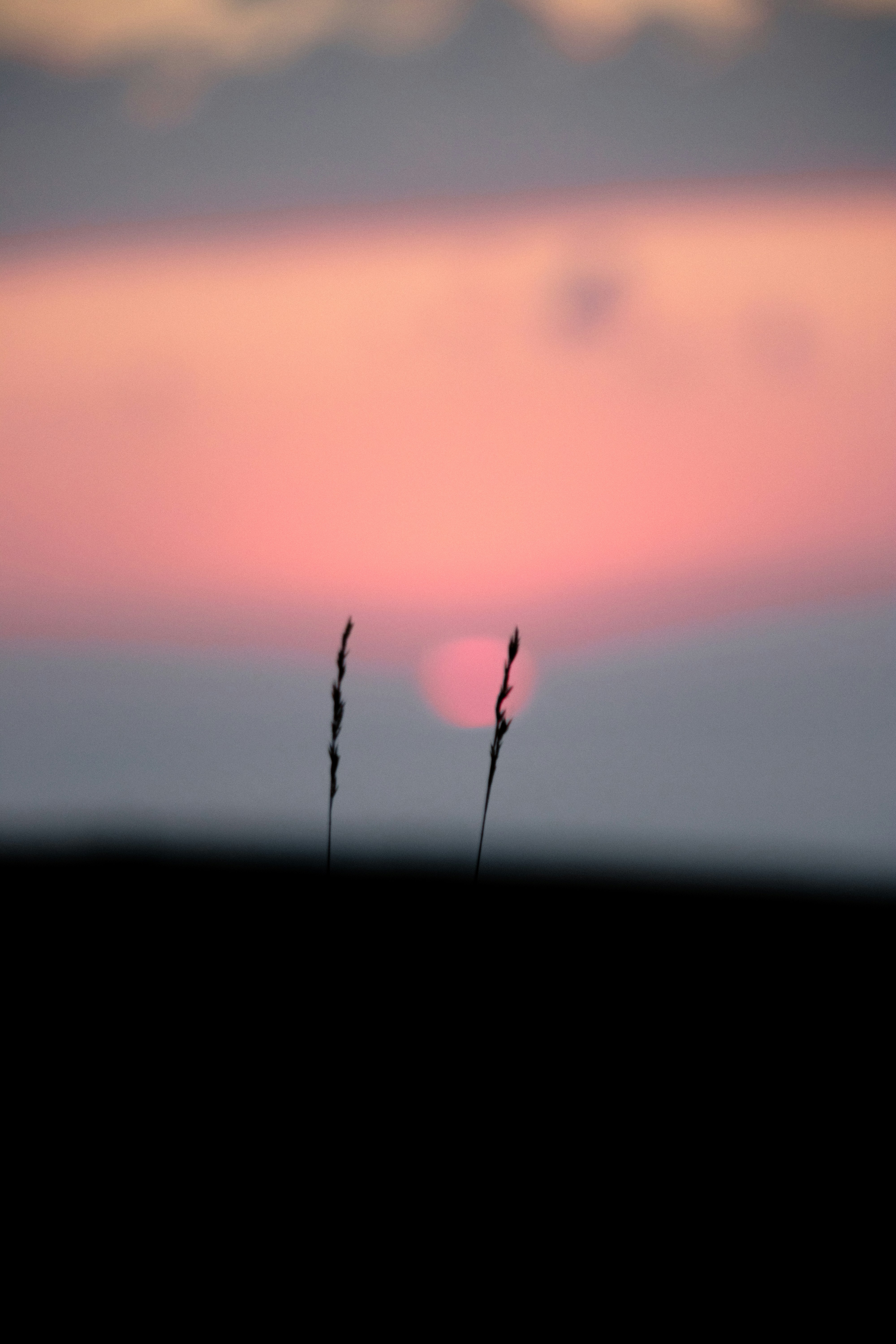 Twilight Silhouette: Two Grasses Frame a Peach Sunset