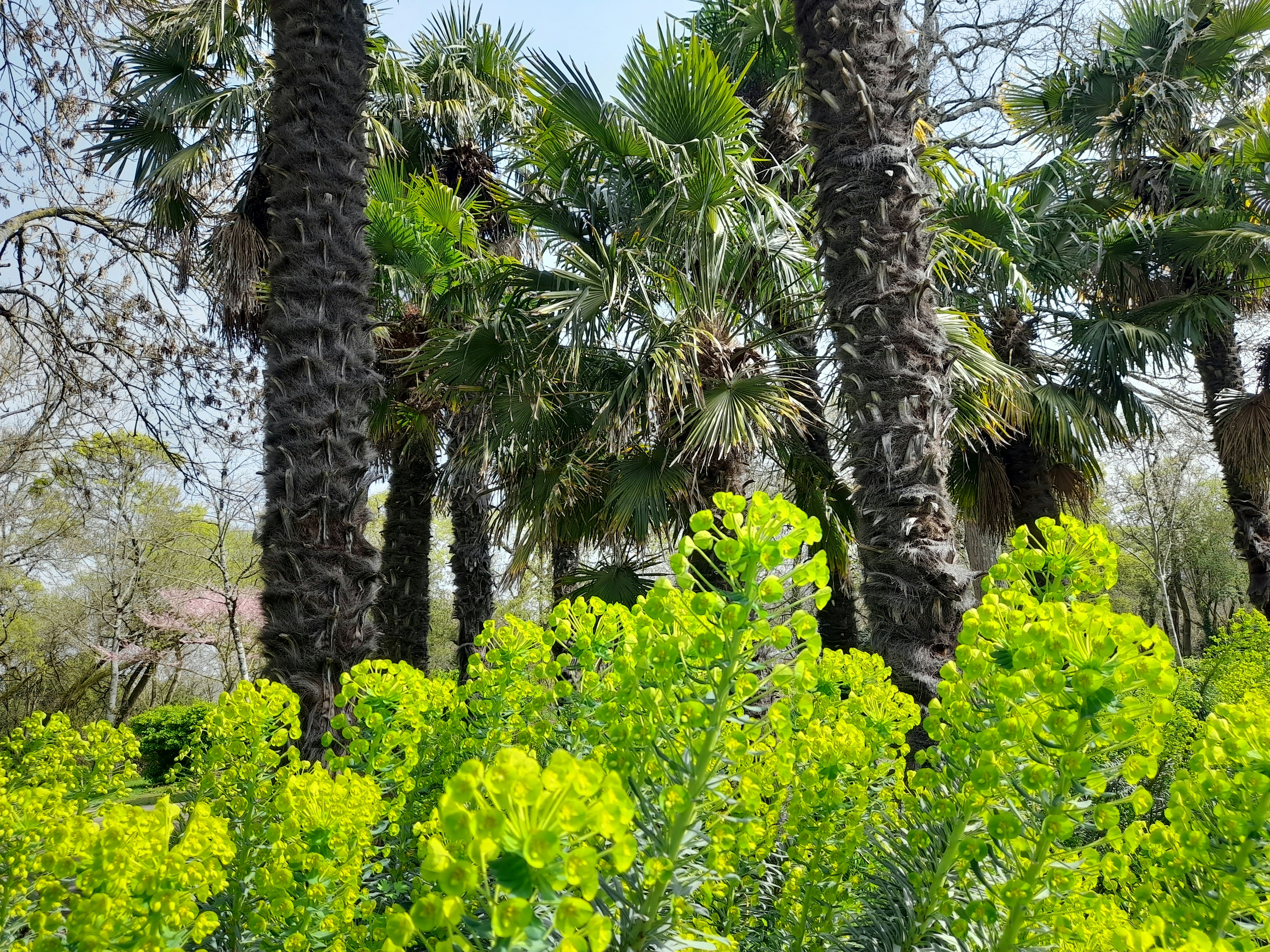Sunlit Palm Canopy Above a Sea of Bright Green Foliage