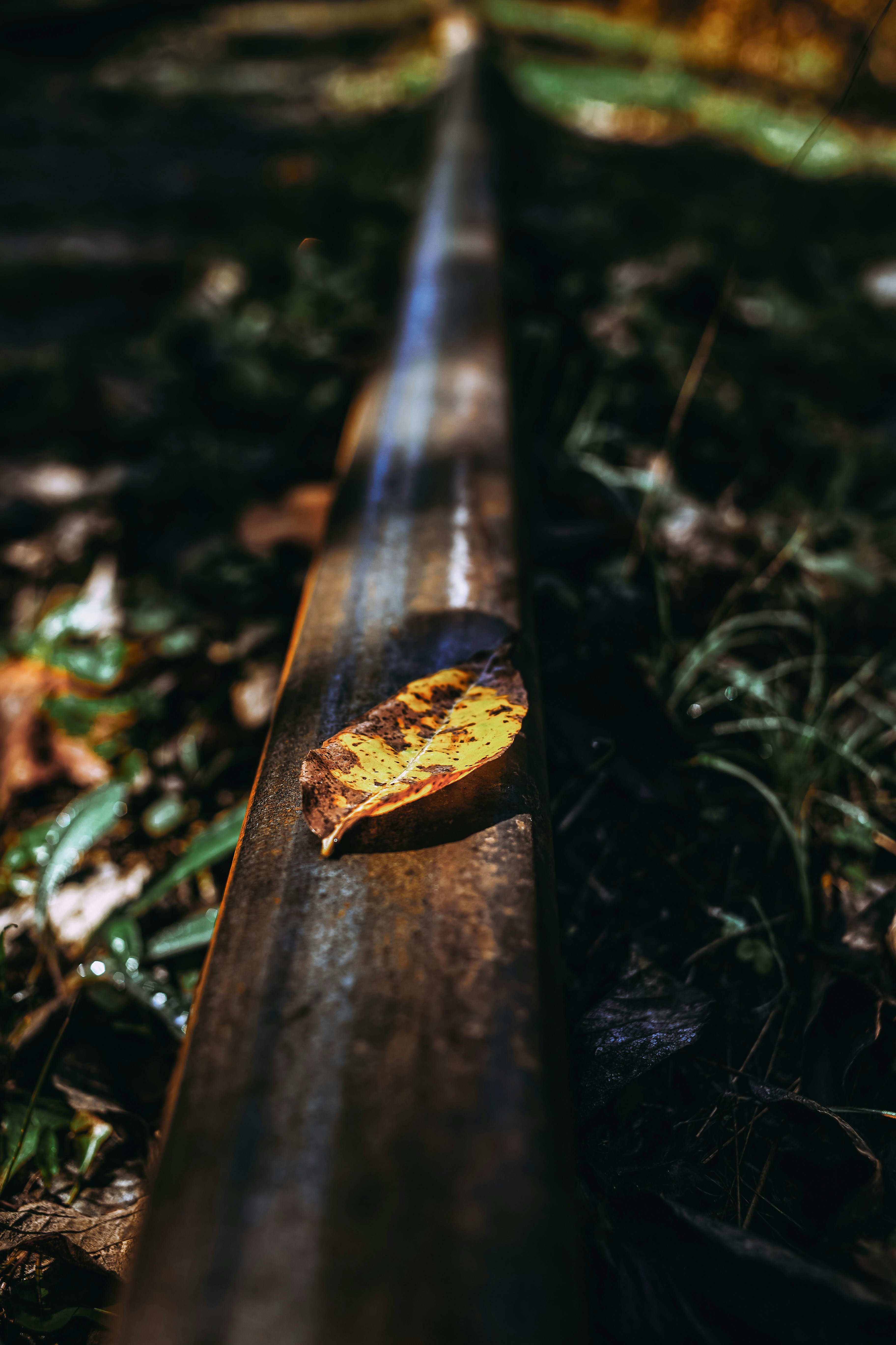 Solitary Leaf on Sunlit Rail