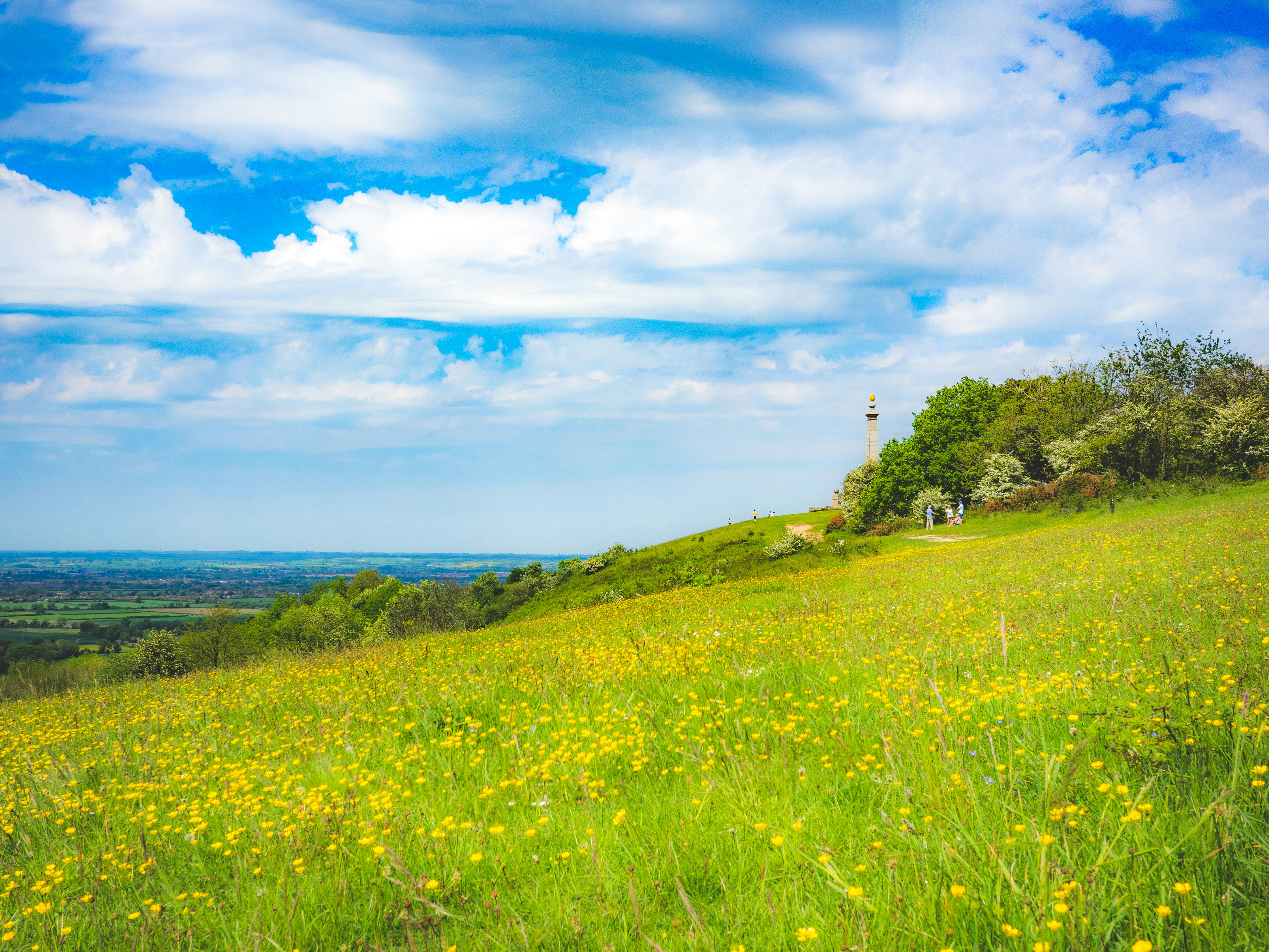 Wildflower meadow under a bright blue sky with distant views from Coombe Hill.