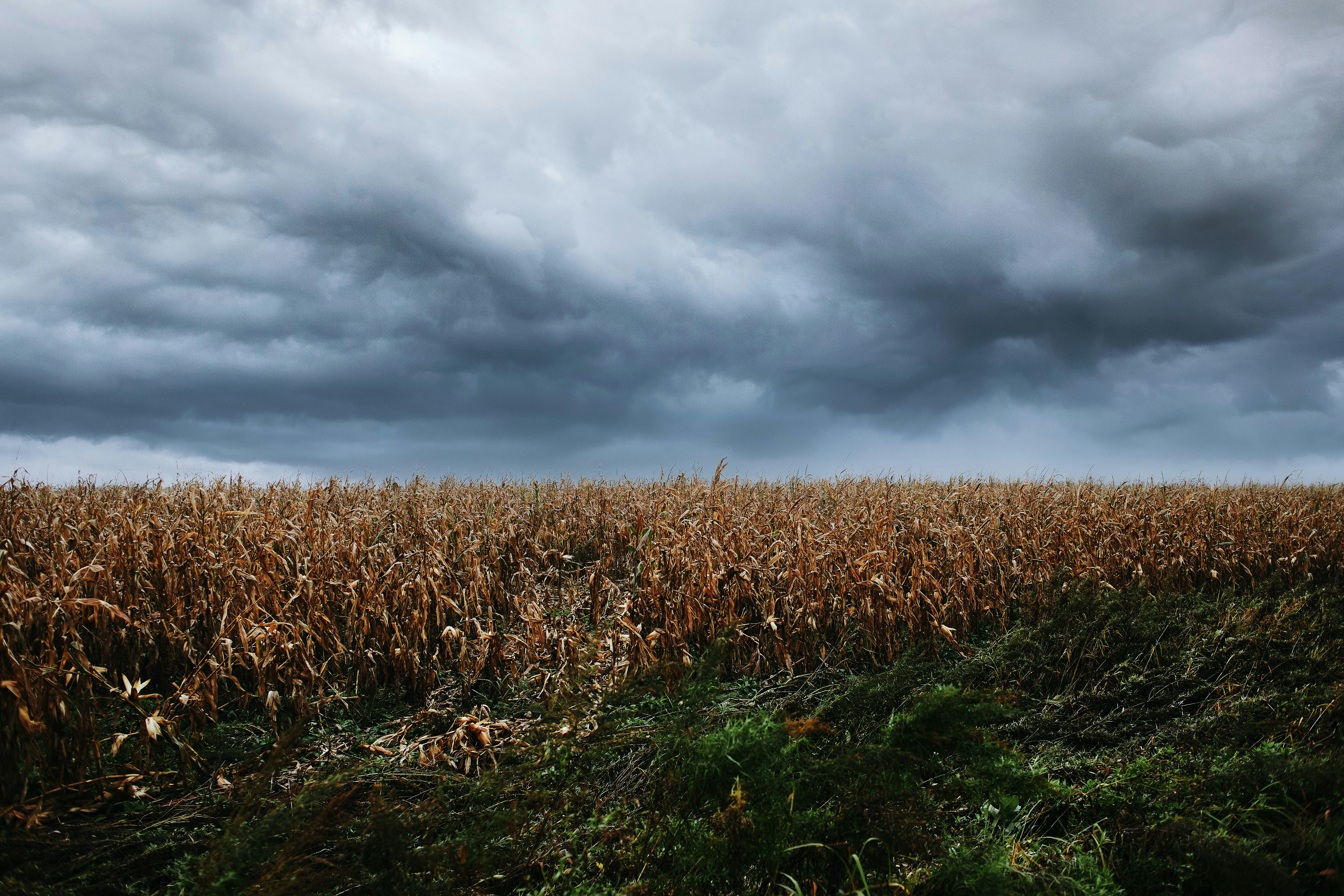 Storm Looms Over Harvested Fields