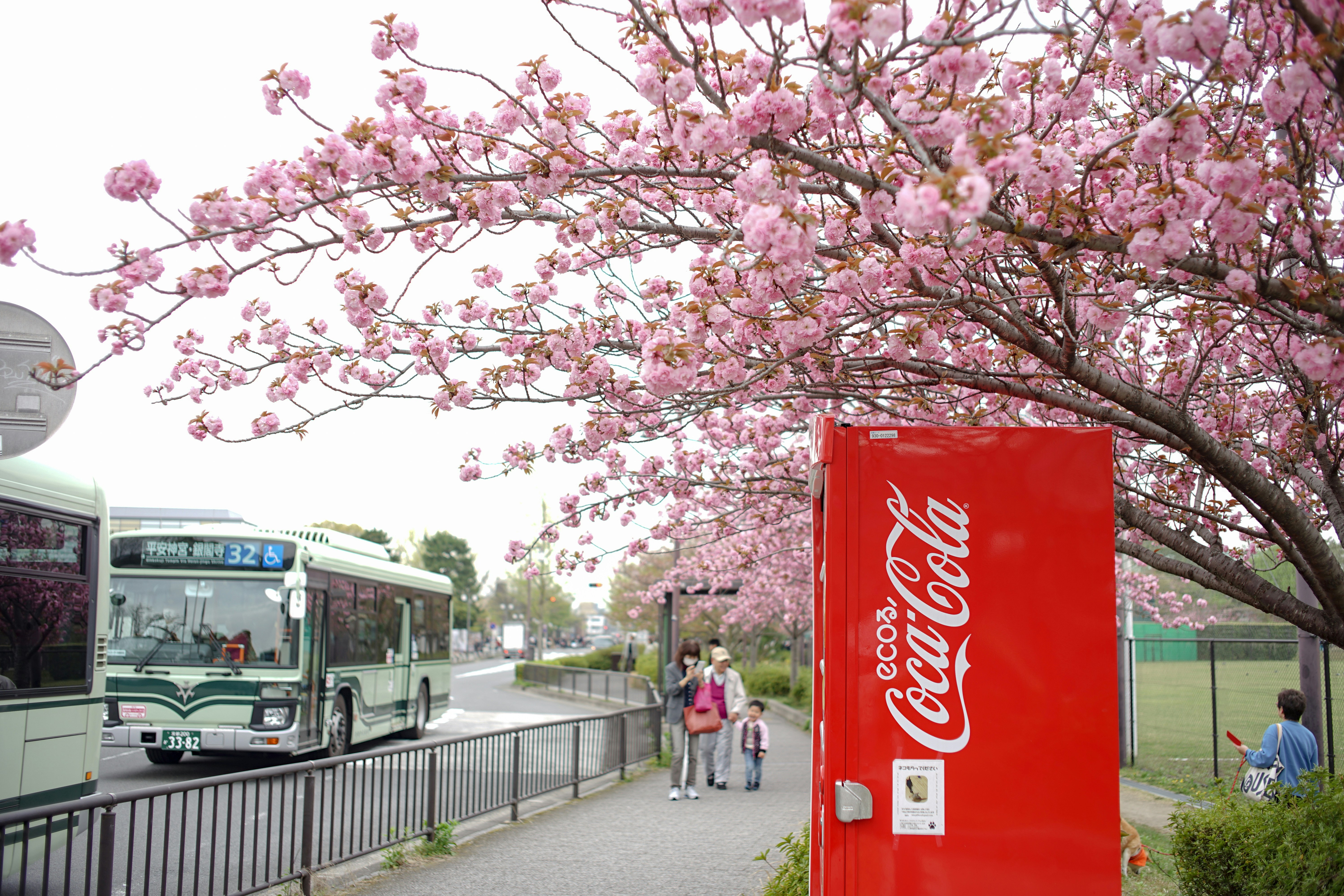 Coca-Cola vending machine beside a sidewalk under blooming cherry blossoms with a passing bus in the background.