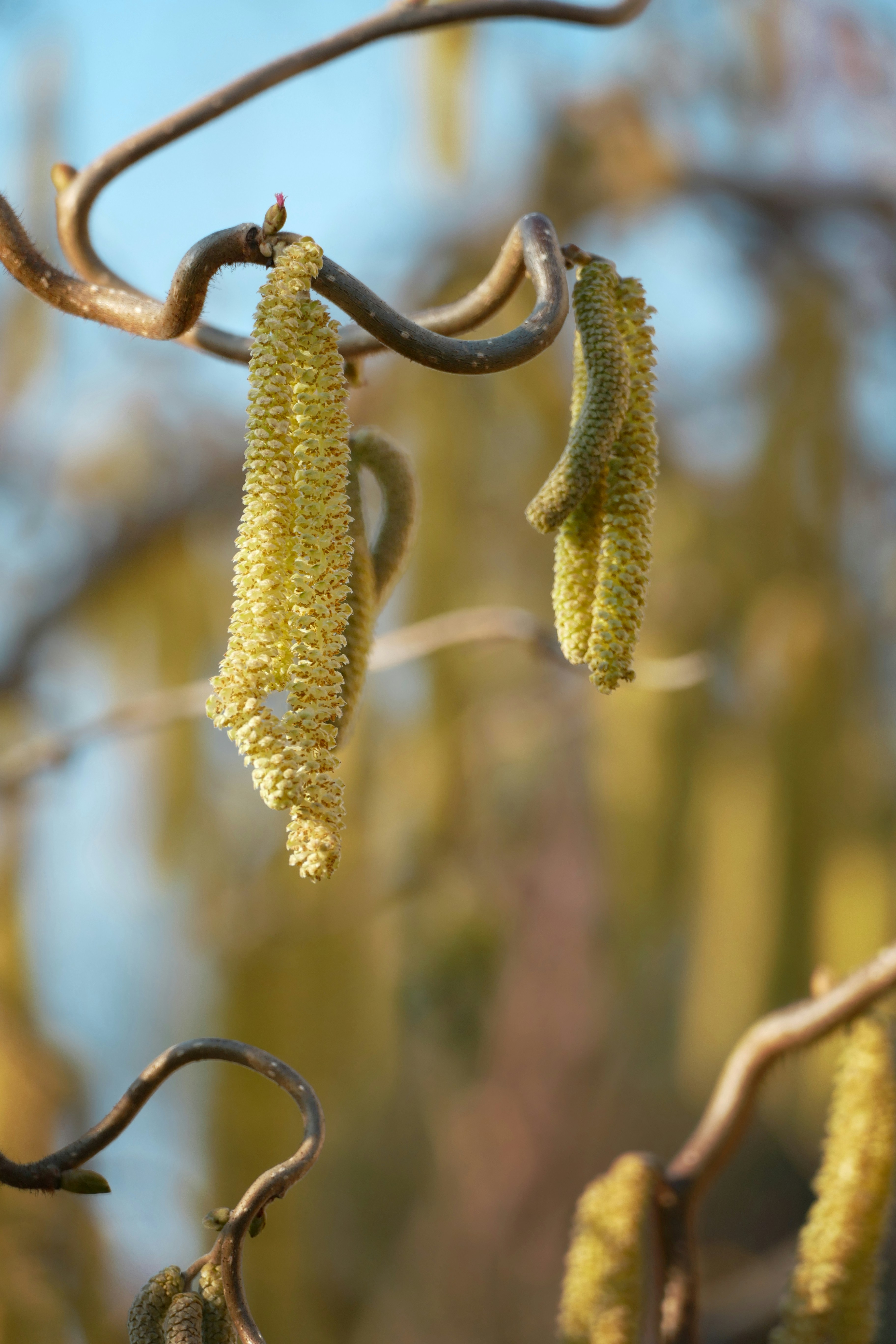Foto zum Thema Ein Strauß gelber Blumen, die an einem Baum hängen ...