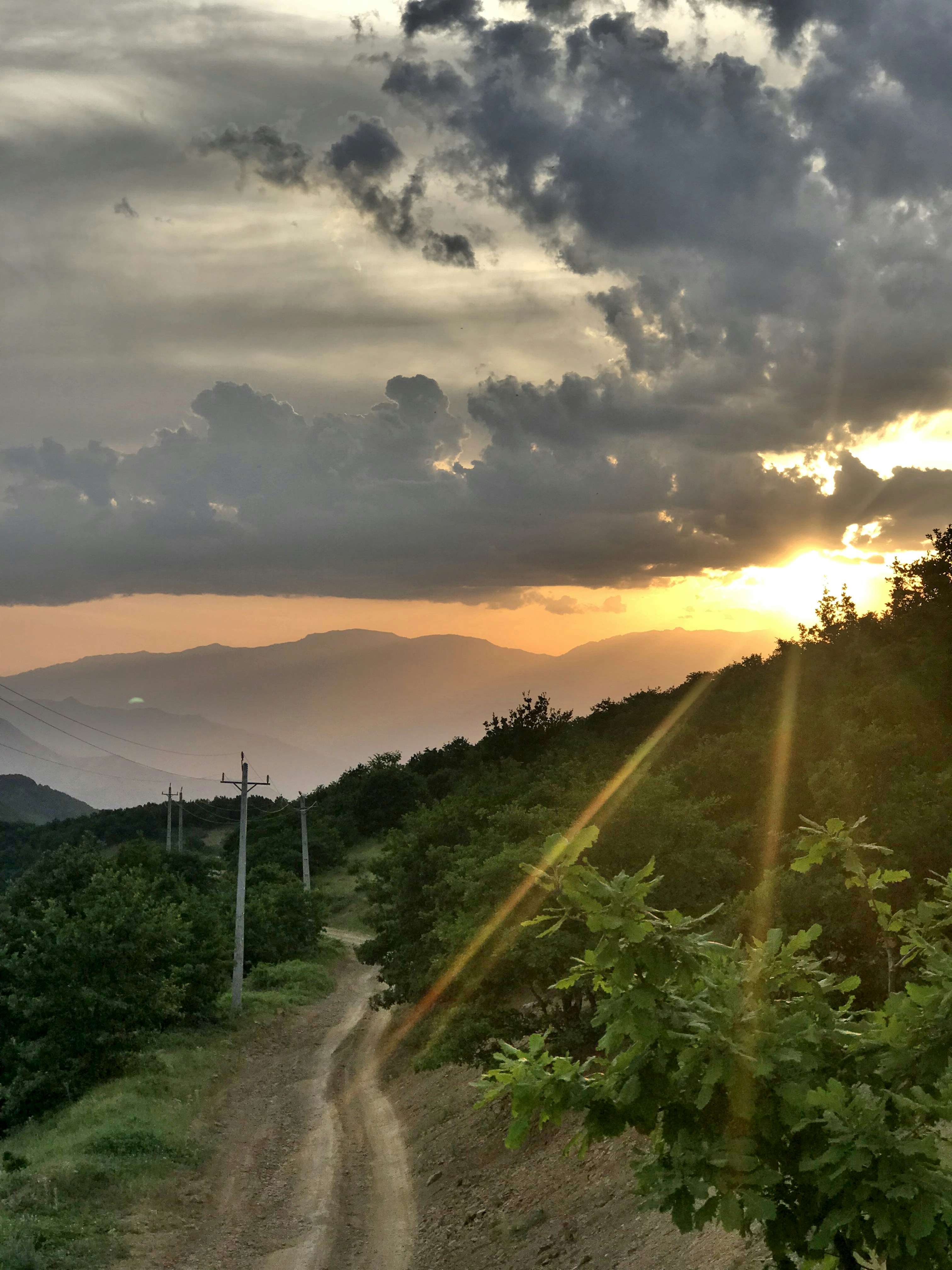 How to Take Care of a Cedar Tree – Up-Gardening