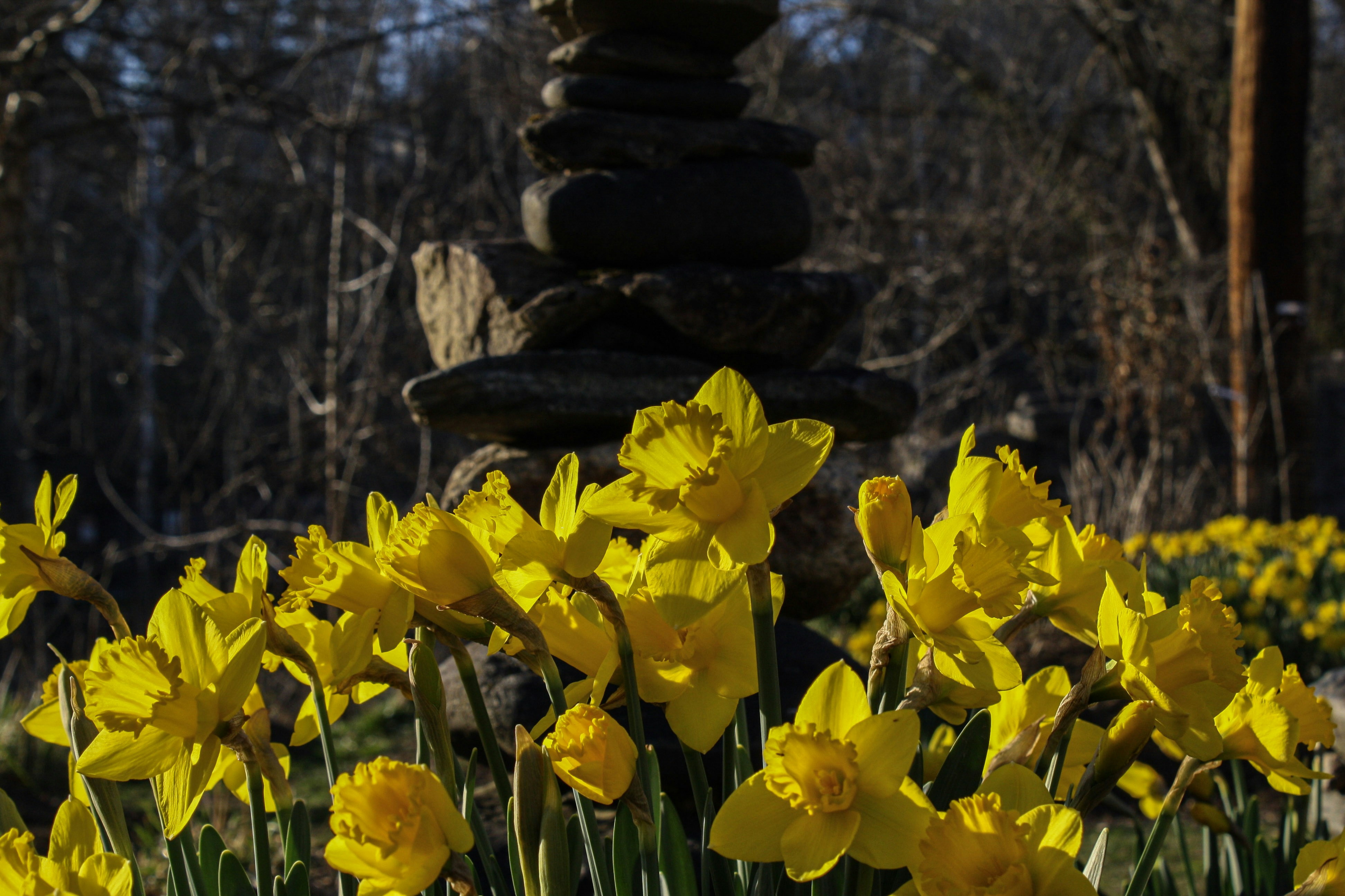 Sunlit Daffodils Crown a Quiet Stone Cairn