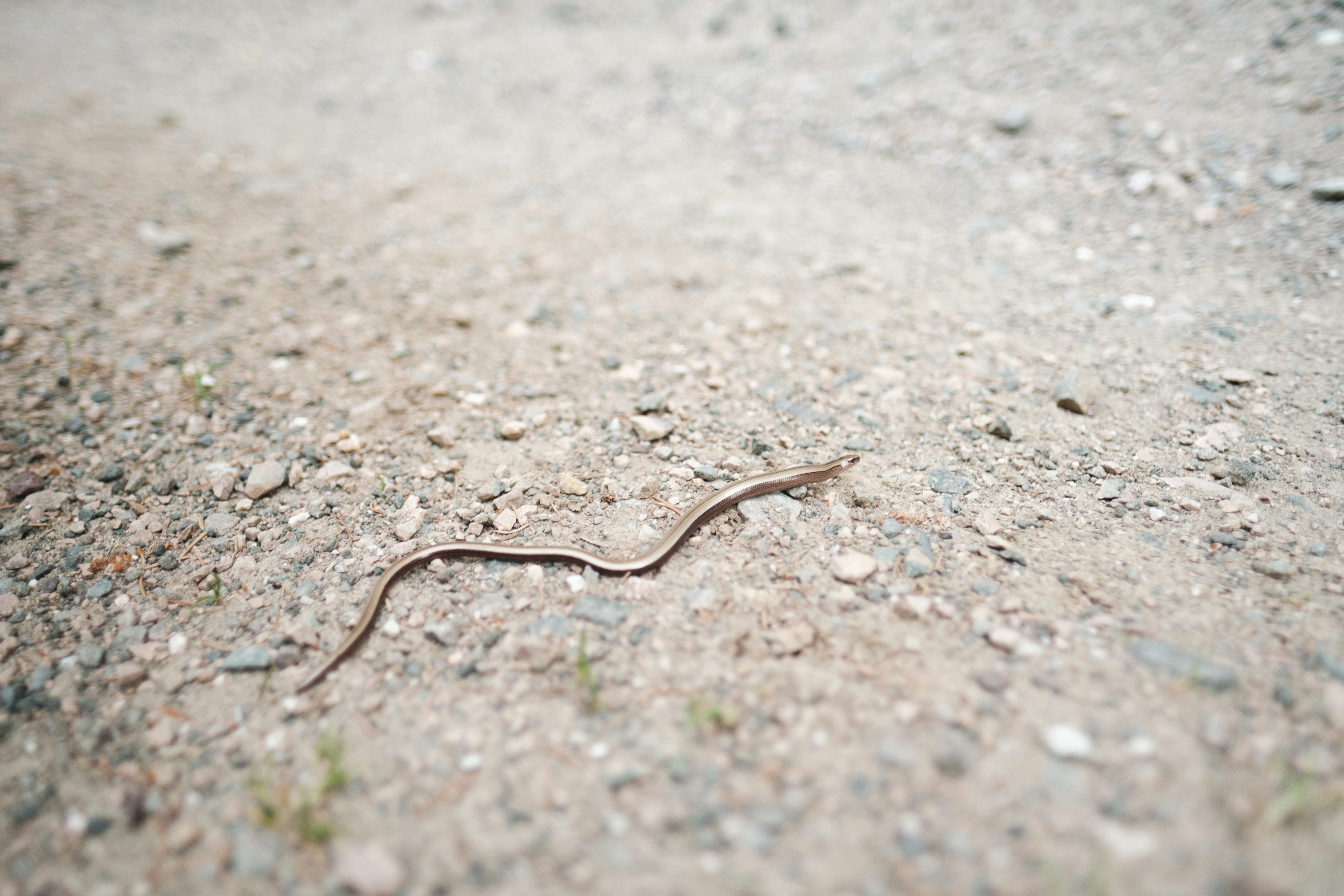 Un serpent rampant sur le sol au milieu de la route photo – Image ...