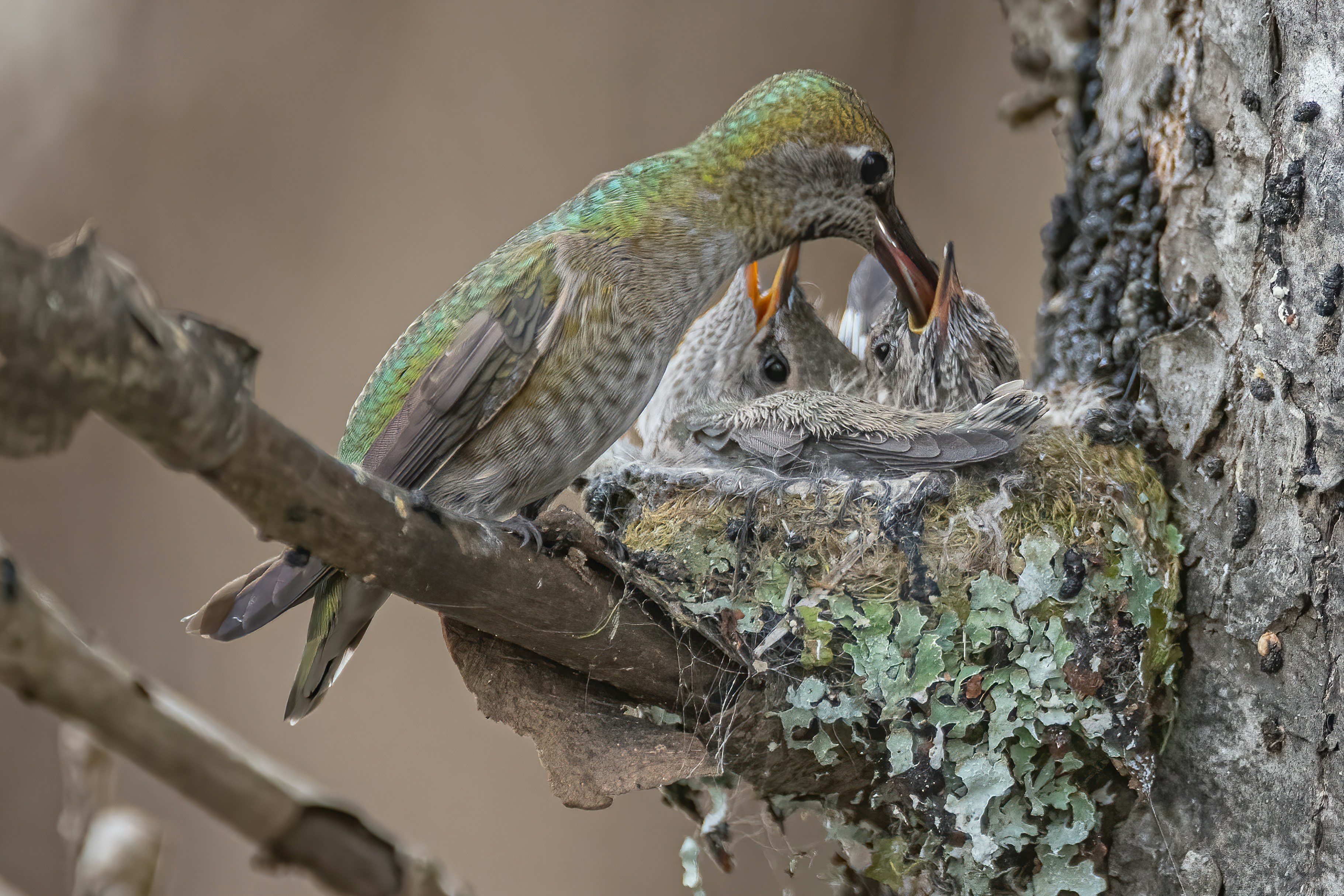 Nurturing Moments: A Hummingbird's Tender Care