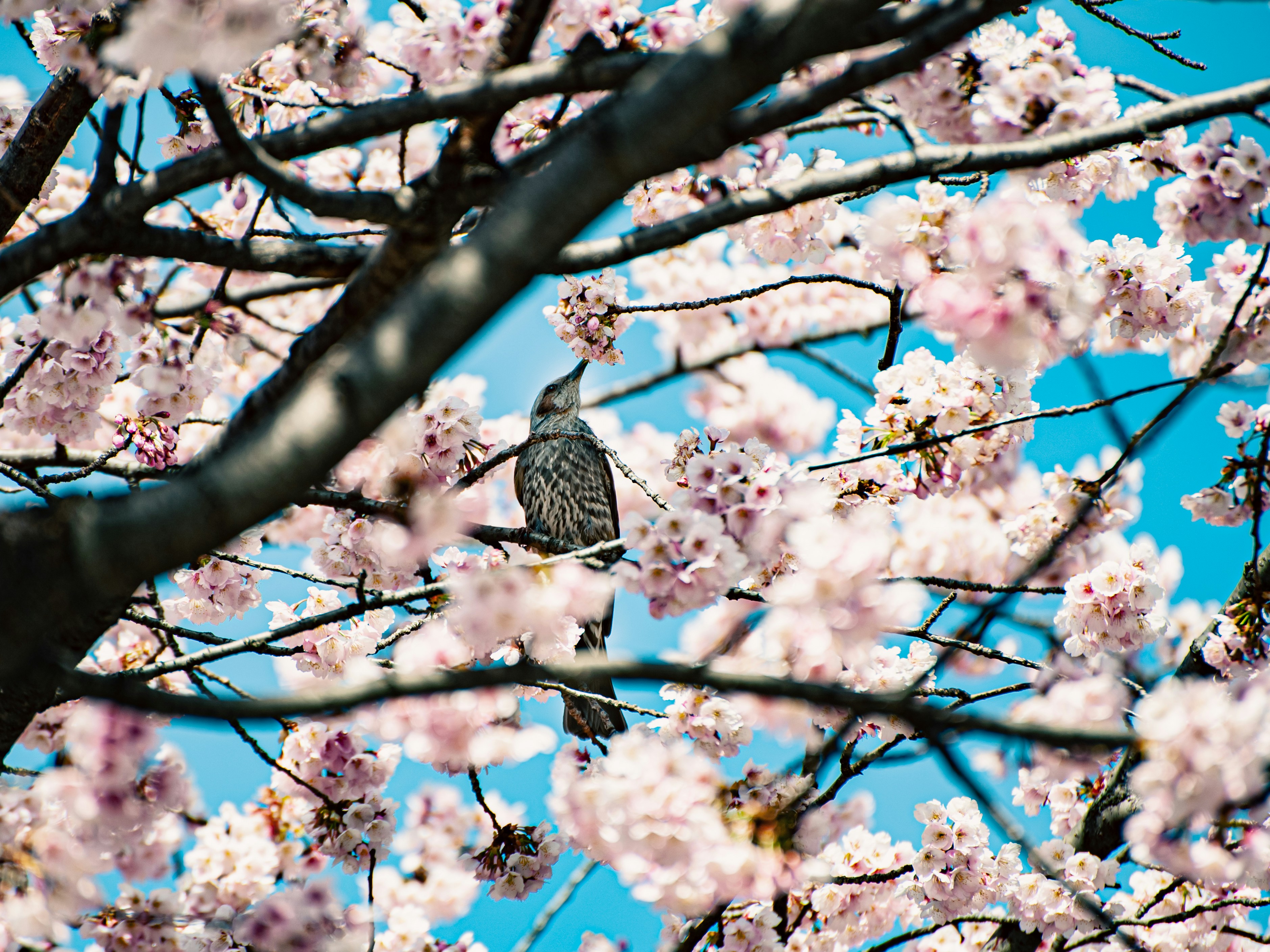 A bird perched amidst vibrant cherry blossoms against a clear blue sky, showcasing the beauty of springtime. The delicate flowers frame the scene, highlighting nature's intricate balance.