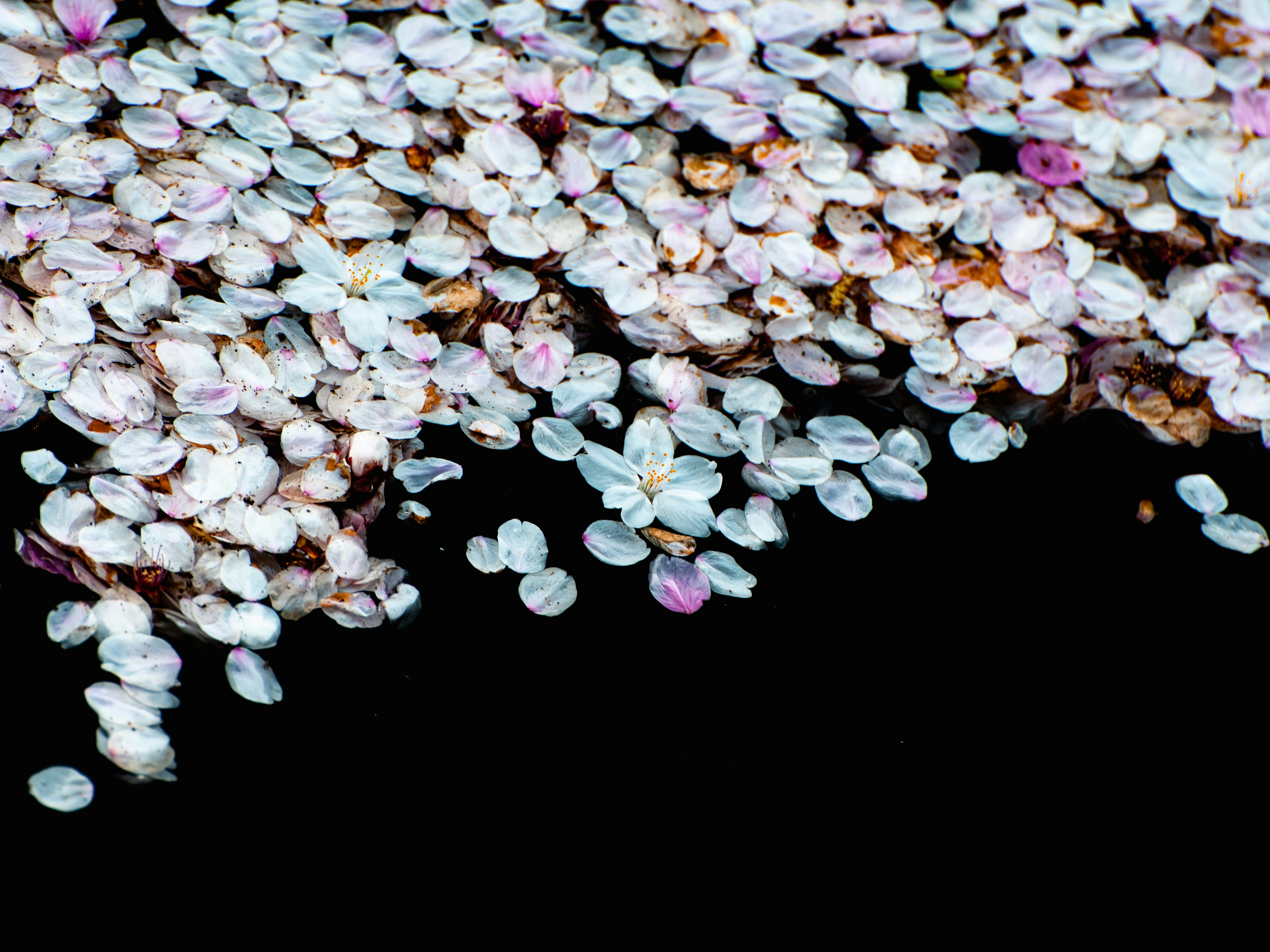 Delicate cherry blossom petals float serenely on a dark water surface, creating a tranquil and harmonious scene.