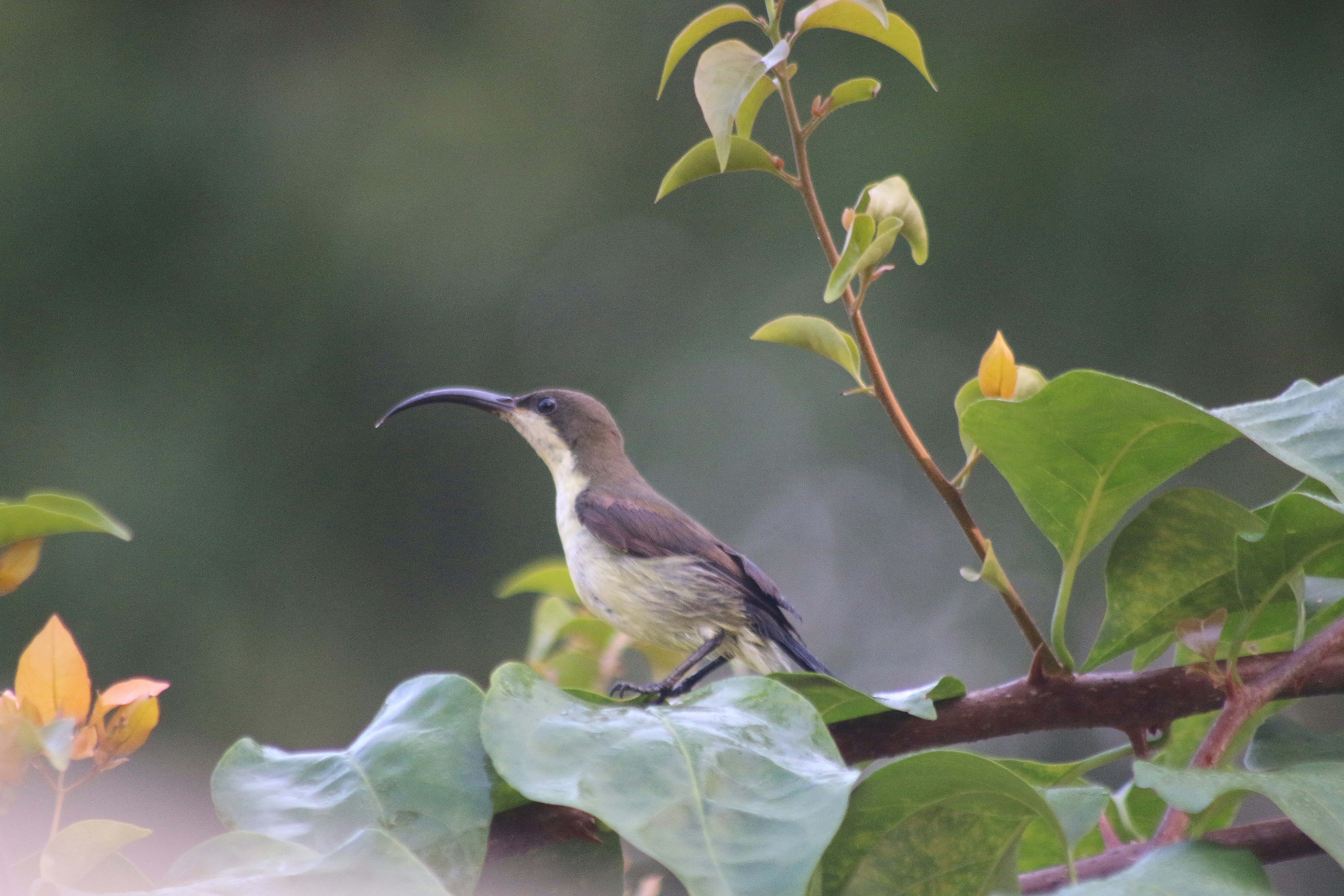 Curved-beak Bird Perch Amid Soft-Focus Foliage