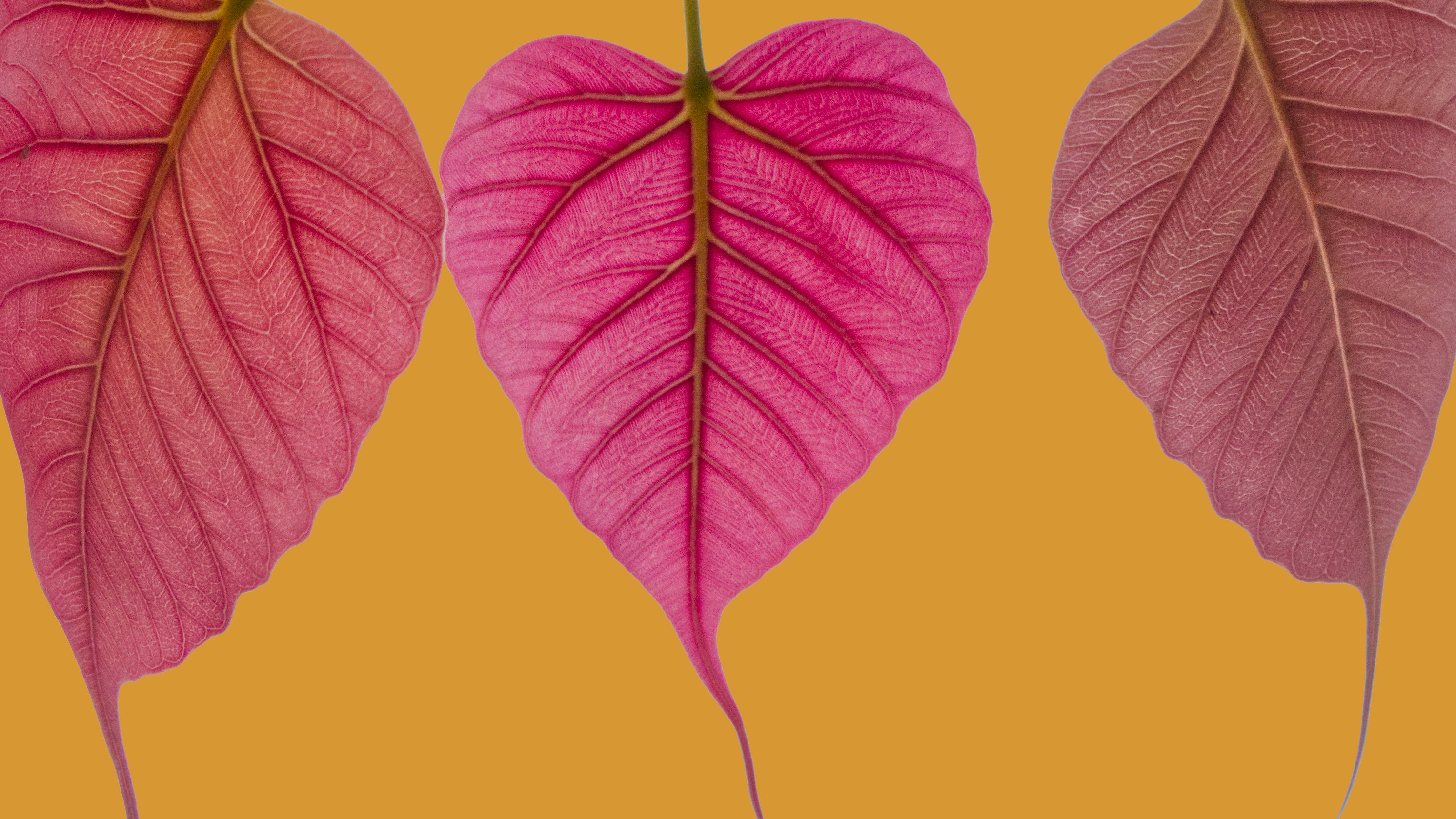 Grieving the Living: The Quiet Courage of Letting Go