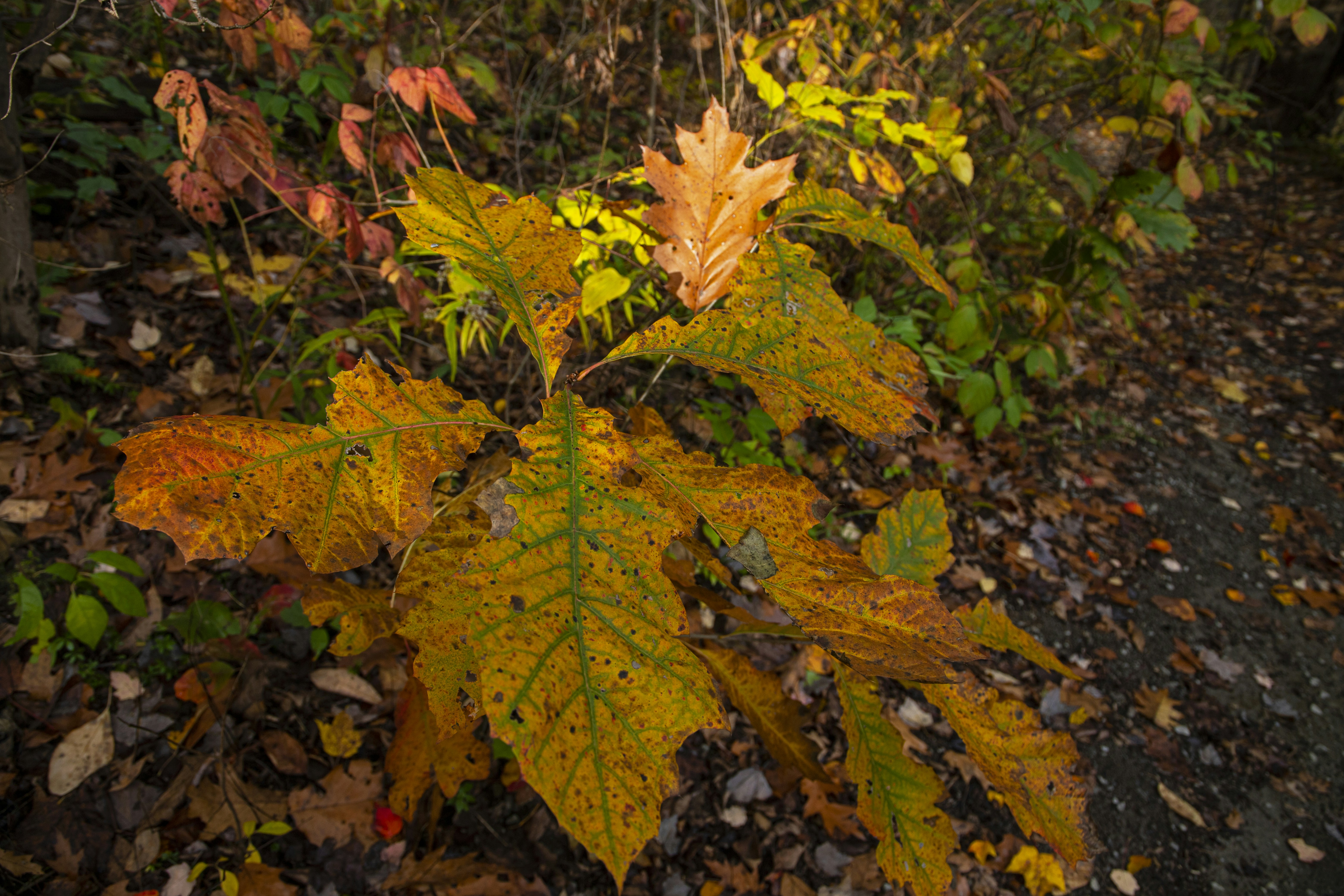 Vibrant autumn leaves showcasing a mix of colors and textures, with a lone oak leaf standing prominently among them.