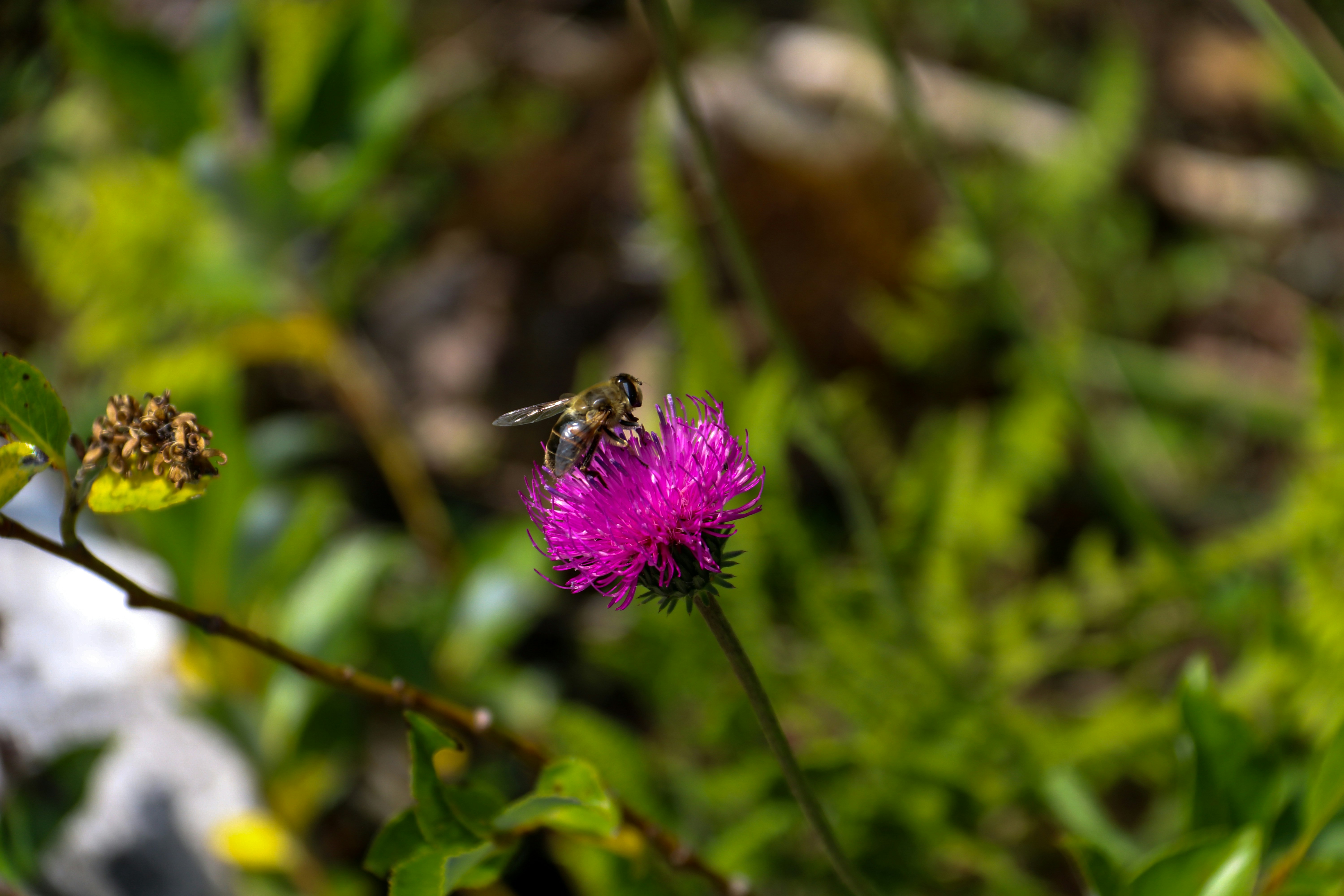 Pollinator in Focus: A Bee on a Magenta Blossom Amid Quiet Garden Greens