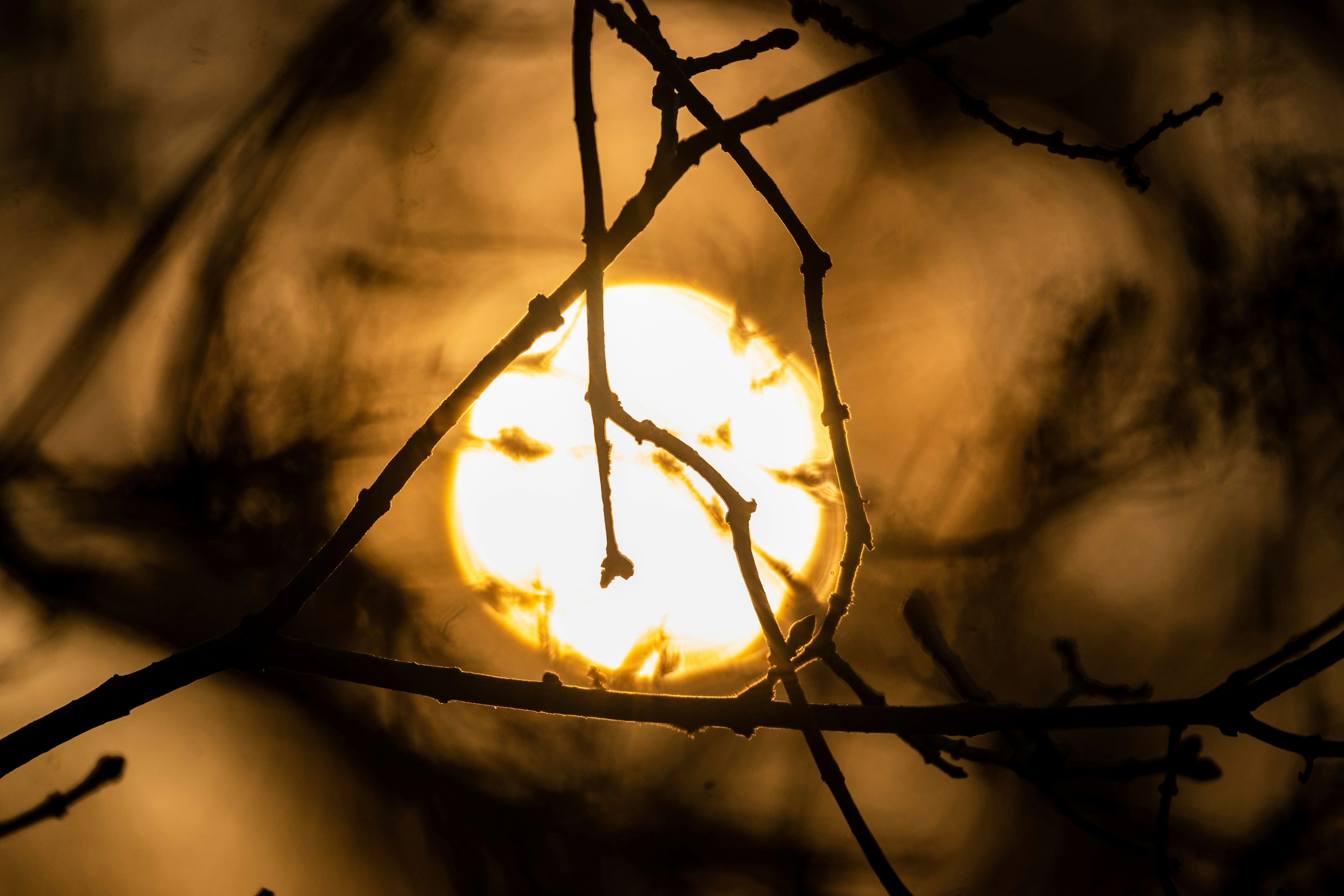 El sol brilla a través de las ramas de un árbol foto – Imagen de ...