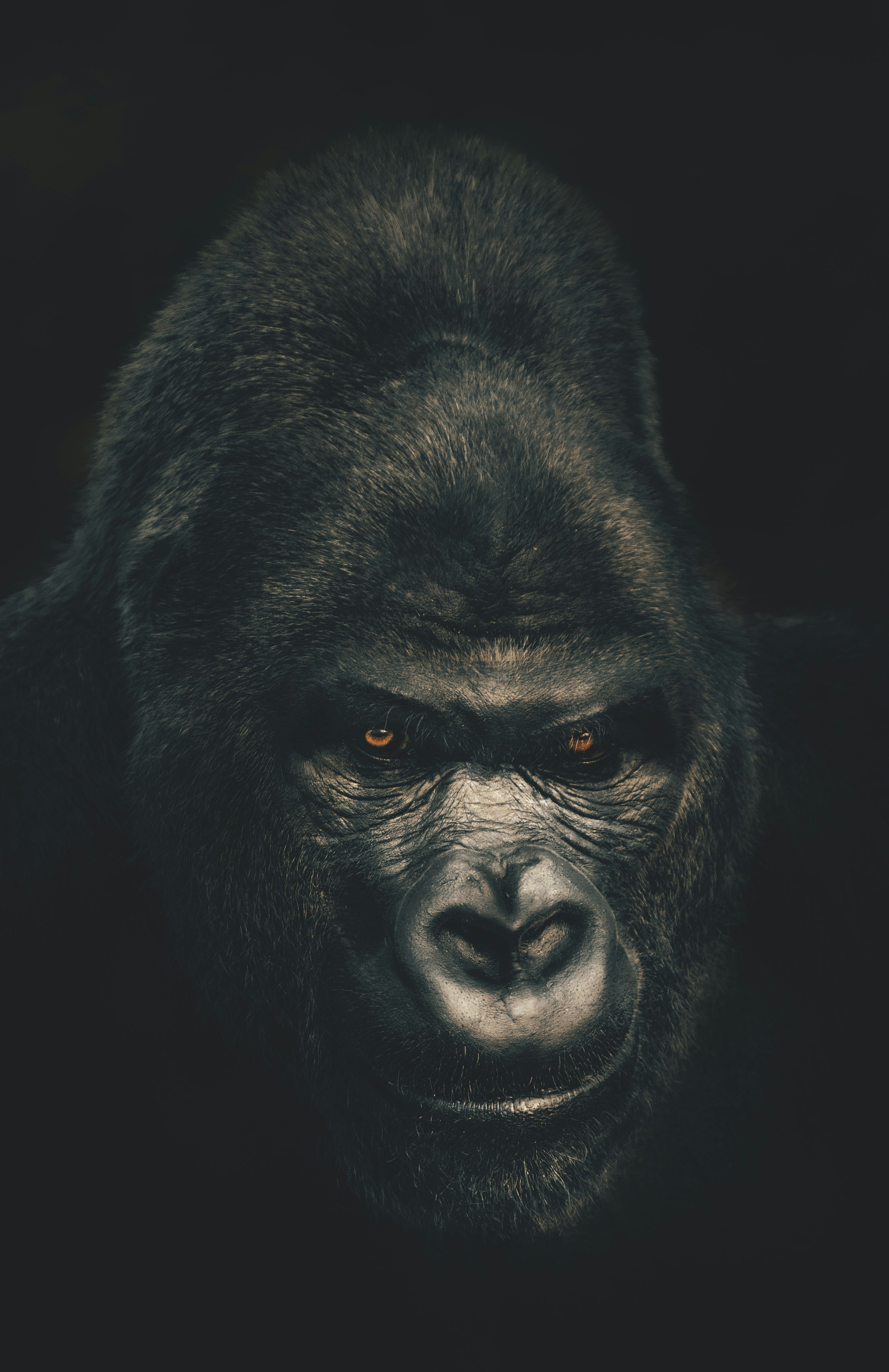 Close-up portrait of a gorilla with piercing amber eyes set against a dark background.
