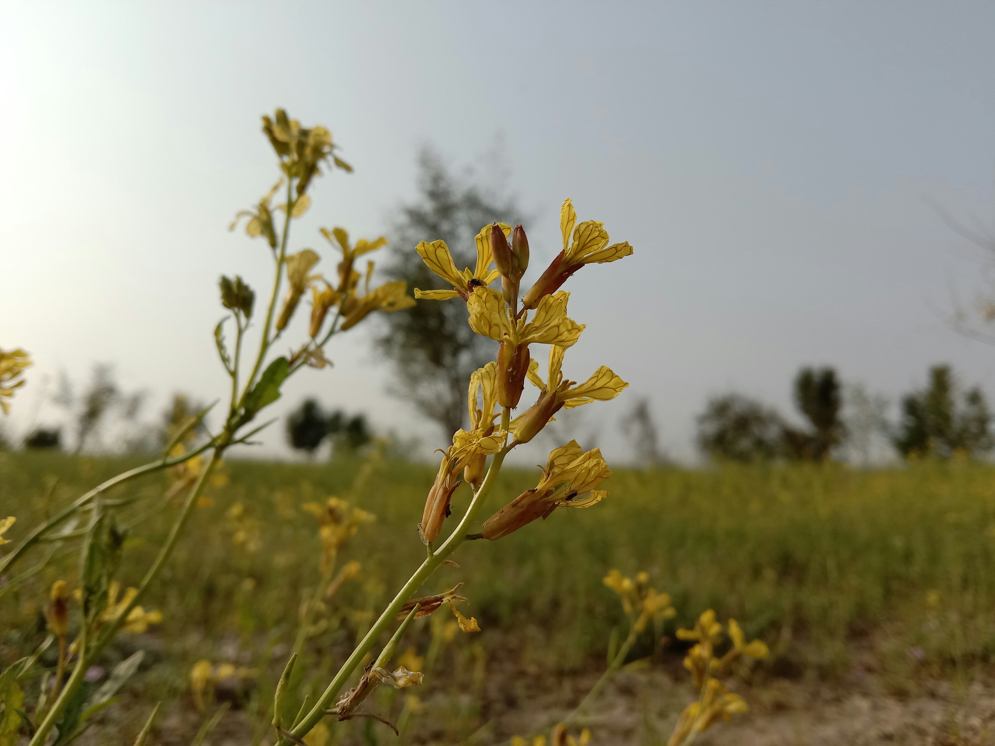 Close-up of delicate yellow wildflowers swaying gently in a grassy field under a clear sky.