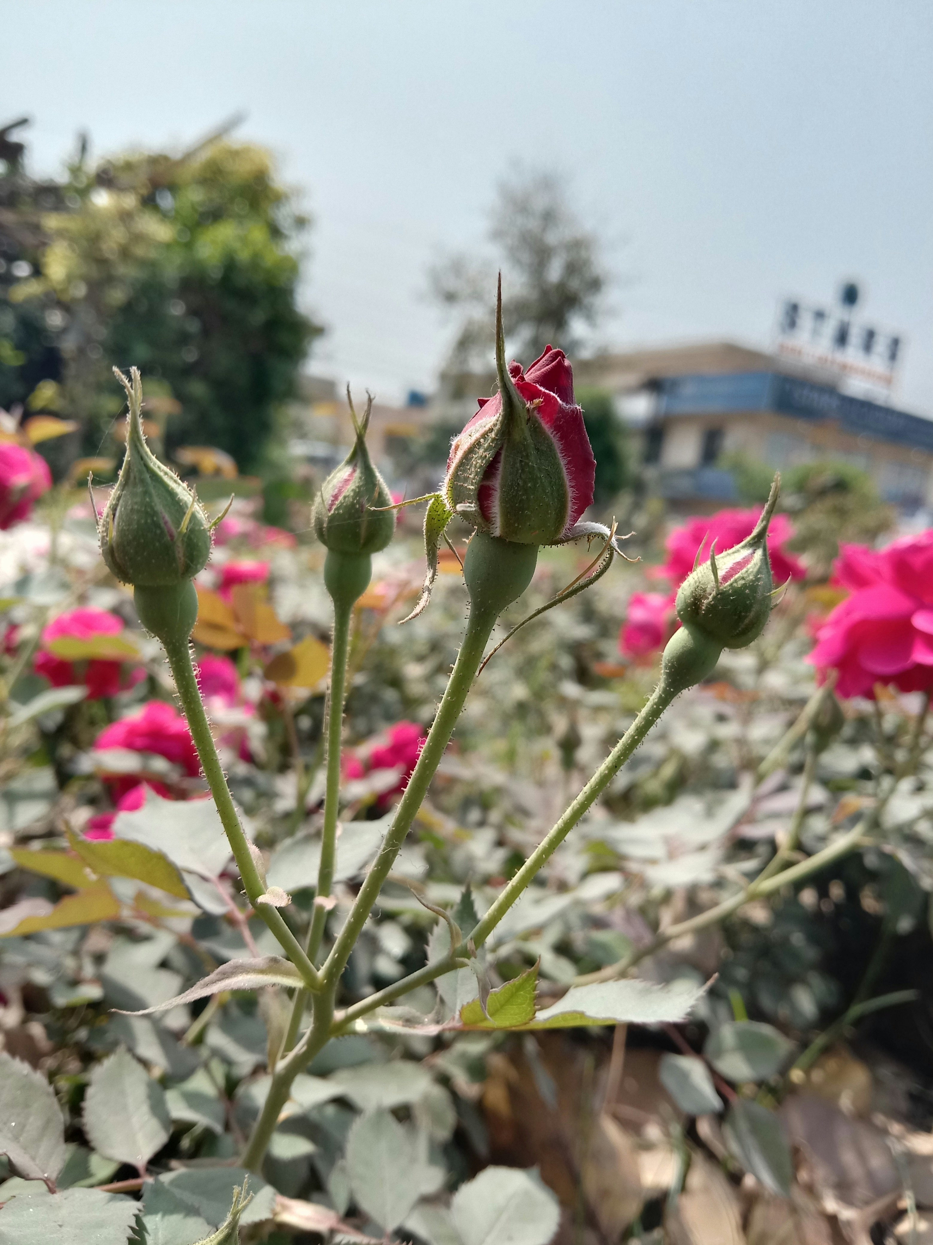 Close-up of crimson rose buds in sharp focus with a softly blurred urban backdrop. A garden scene contrasts delicate petals against city life.