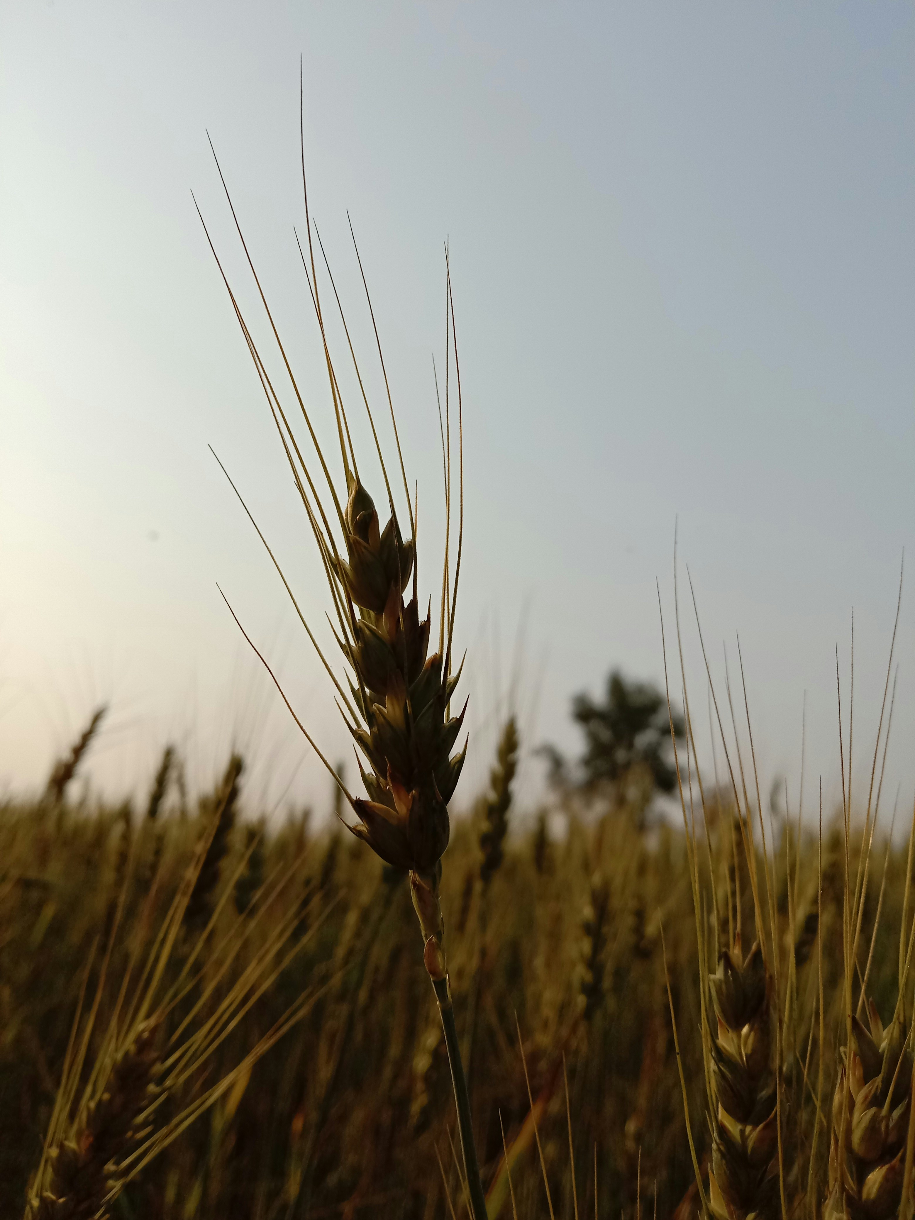 Golden Spike: a close-up of barley against a sunrise field