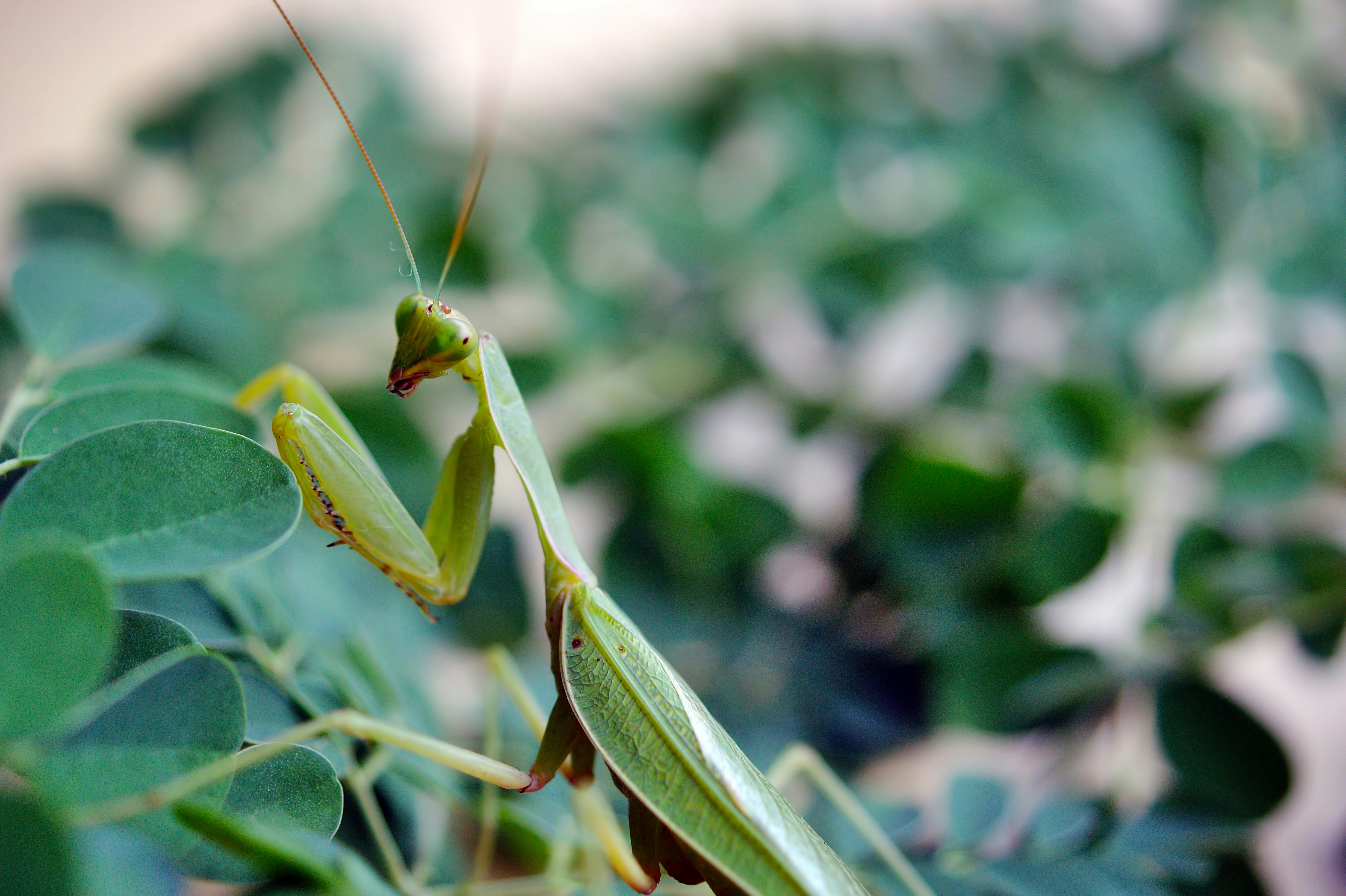 Close-up of a green praying mantis perched among lush leaves, showcasing its detailed features and vibrant color. The mantis appears alert and poised, embodying the essence of nature's design.