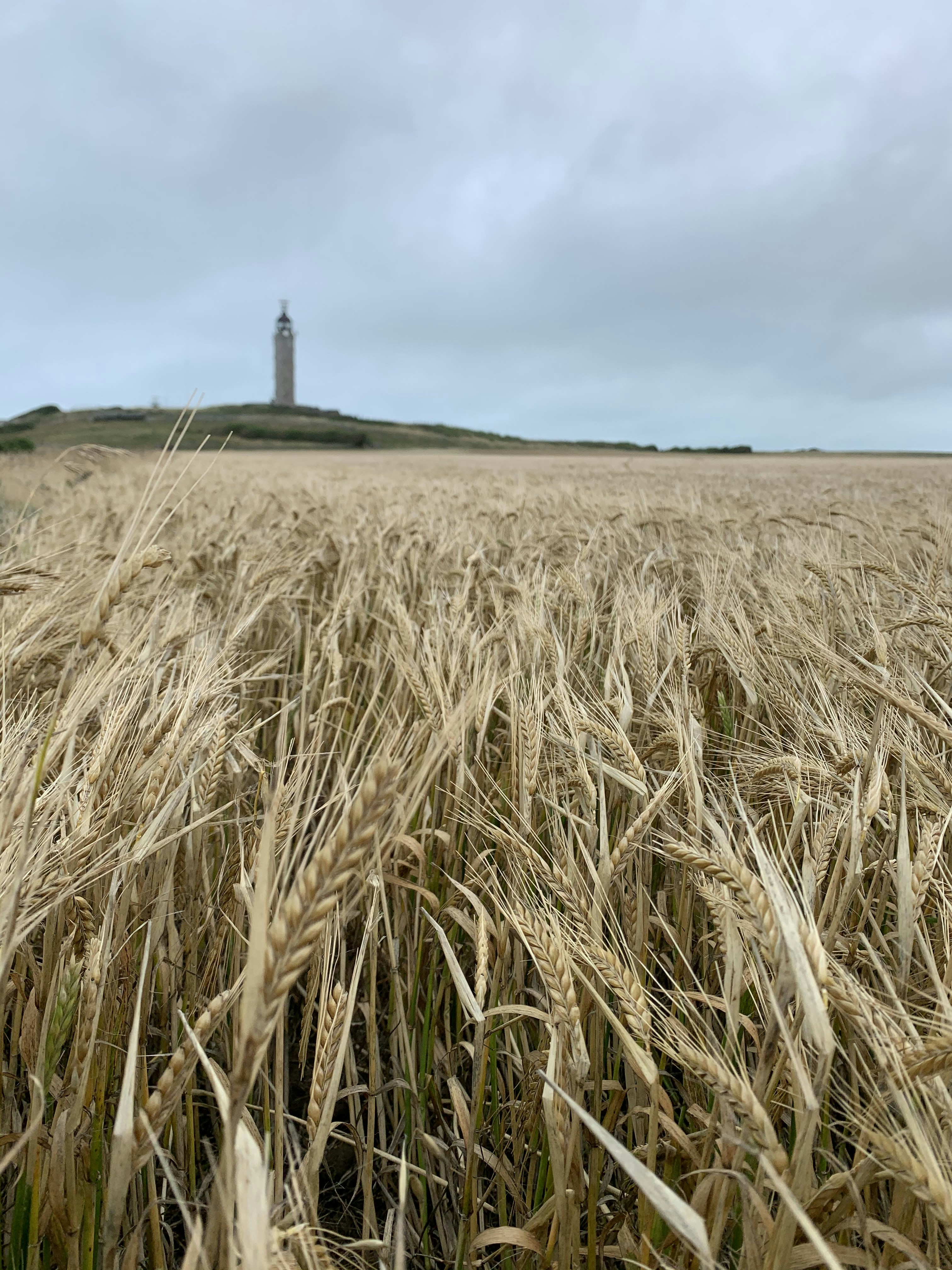 A field of wheat with a lighthouse in the background photo – Free ...