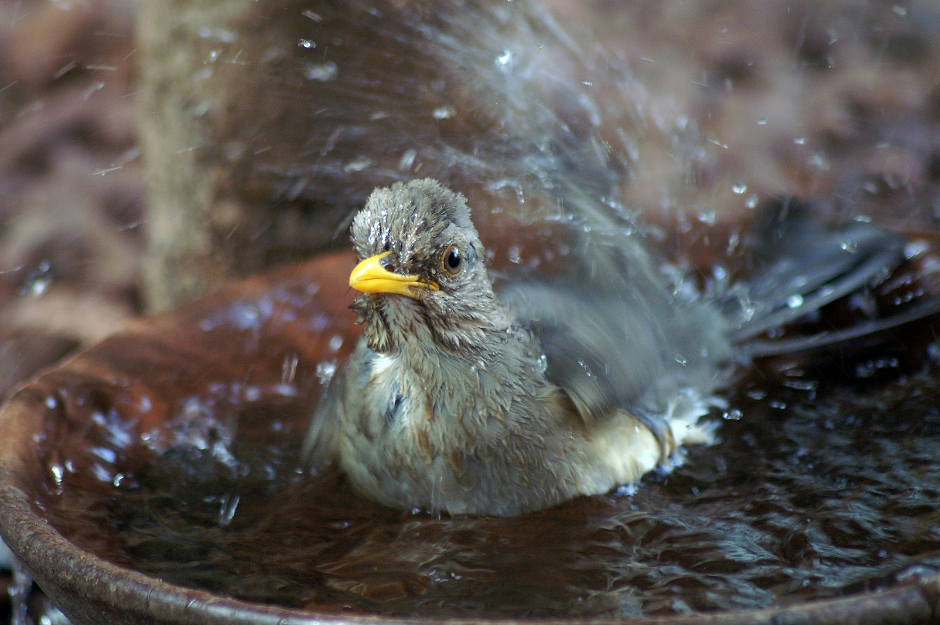 West African thrush, bathing | a bird is sitting in a bowl of water