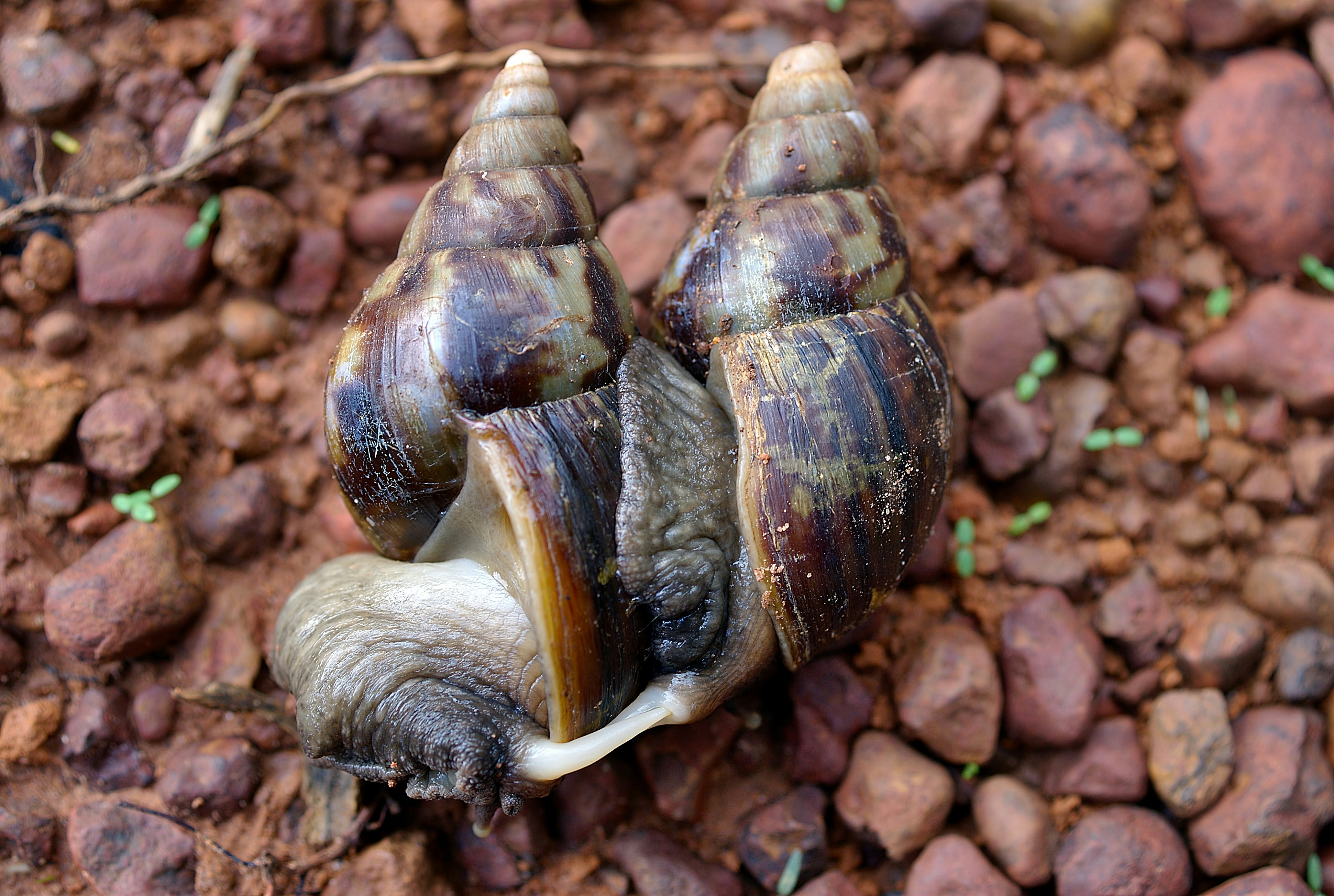 A close up of a snail on a rocky ground photo – Free Mating snails ...