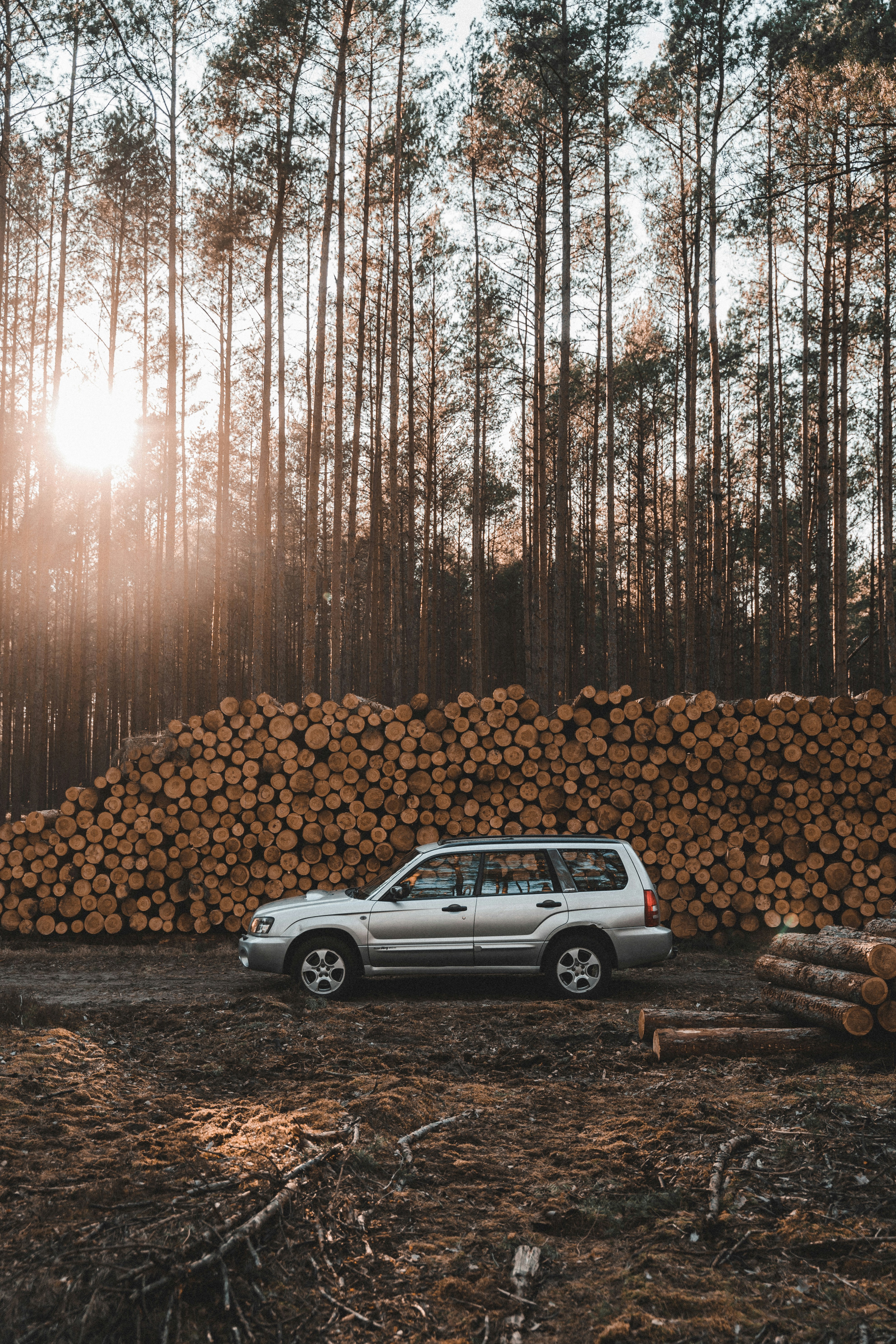 Sunlit Quiet: A Silver SUV and Stacked Logs in a Forest Clearing