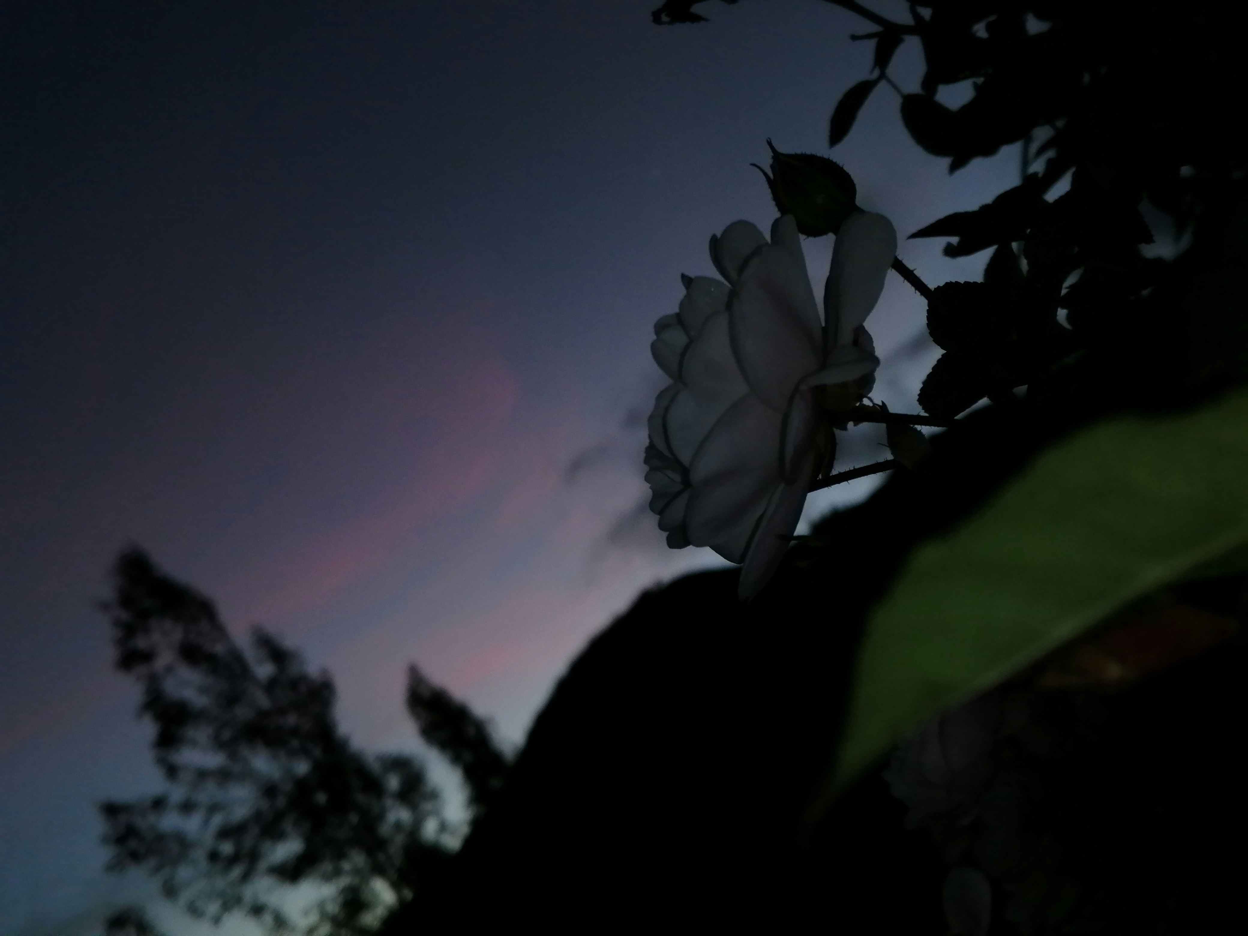 Moonlit Petals: A Night Garden with Silhouettes