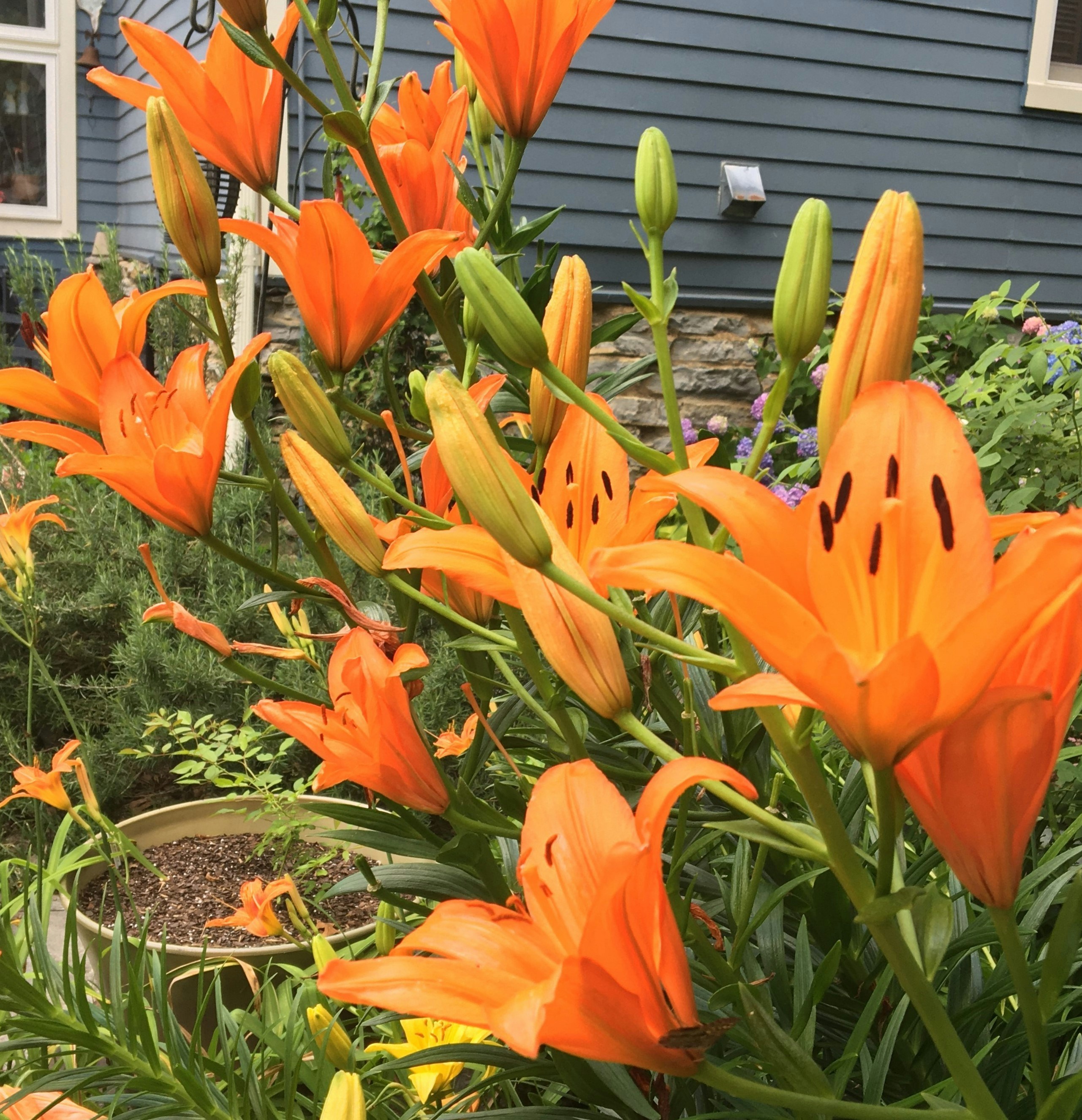 a bunch of orange flowers in a garden
