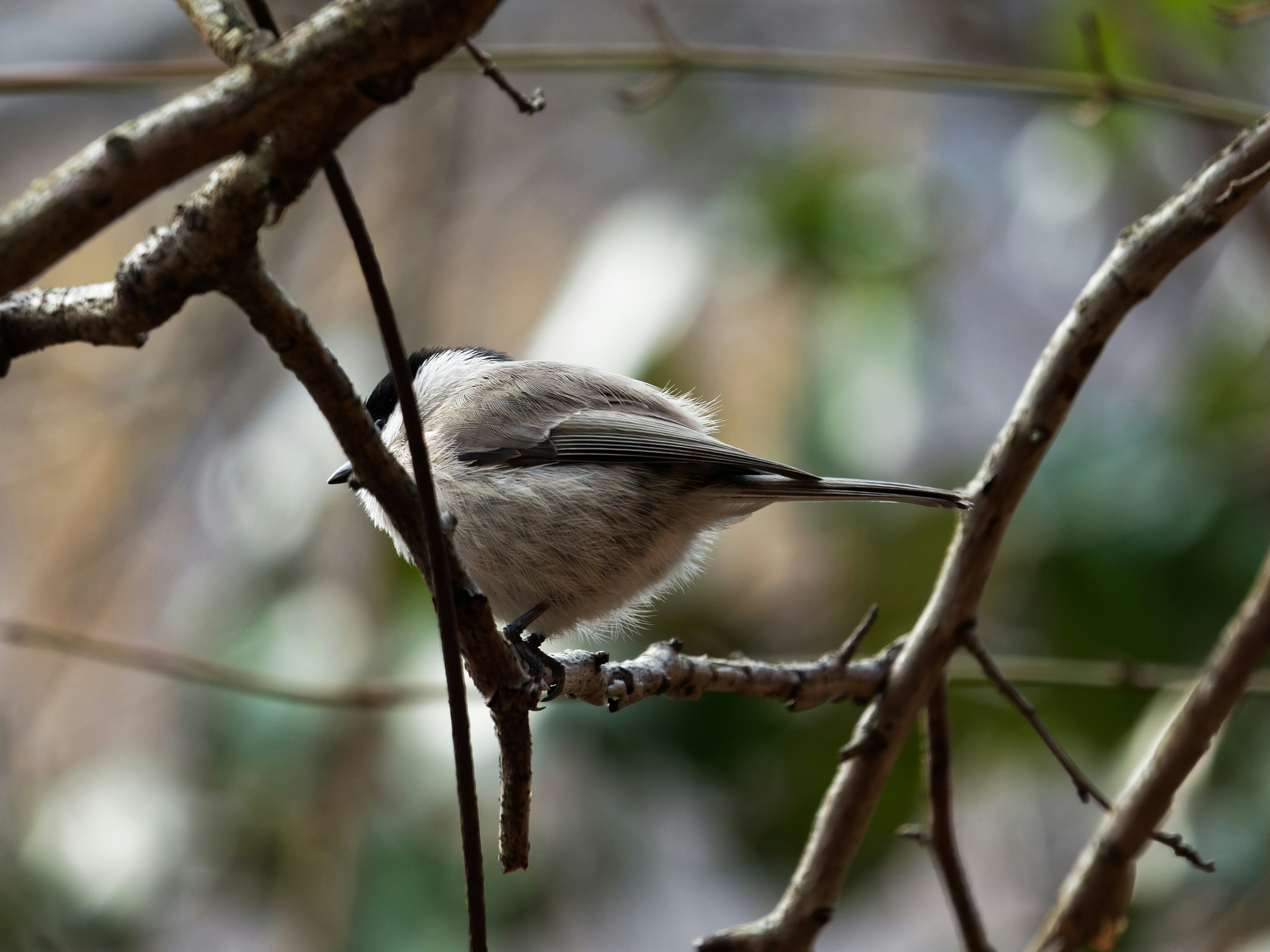 A small bird perched on a branch, partially obscured by twigs, surrounded by soft, blurred greenery.