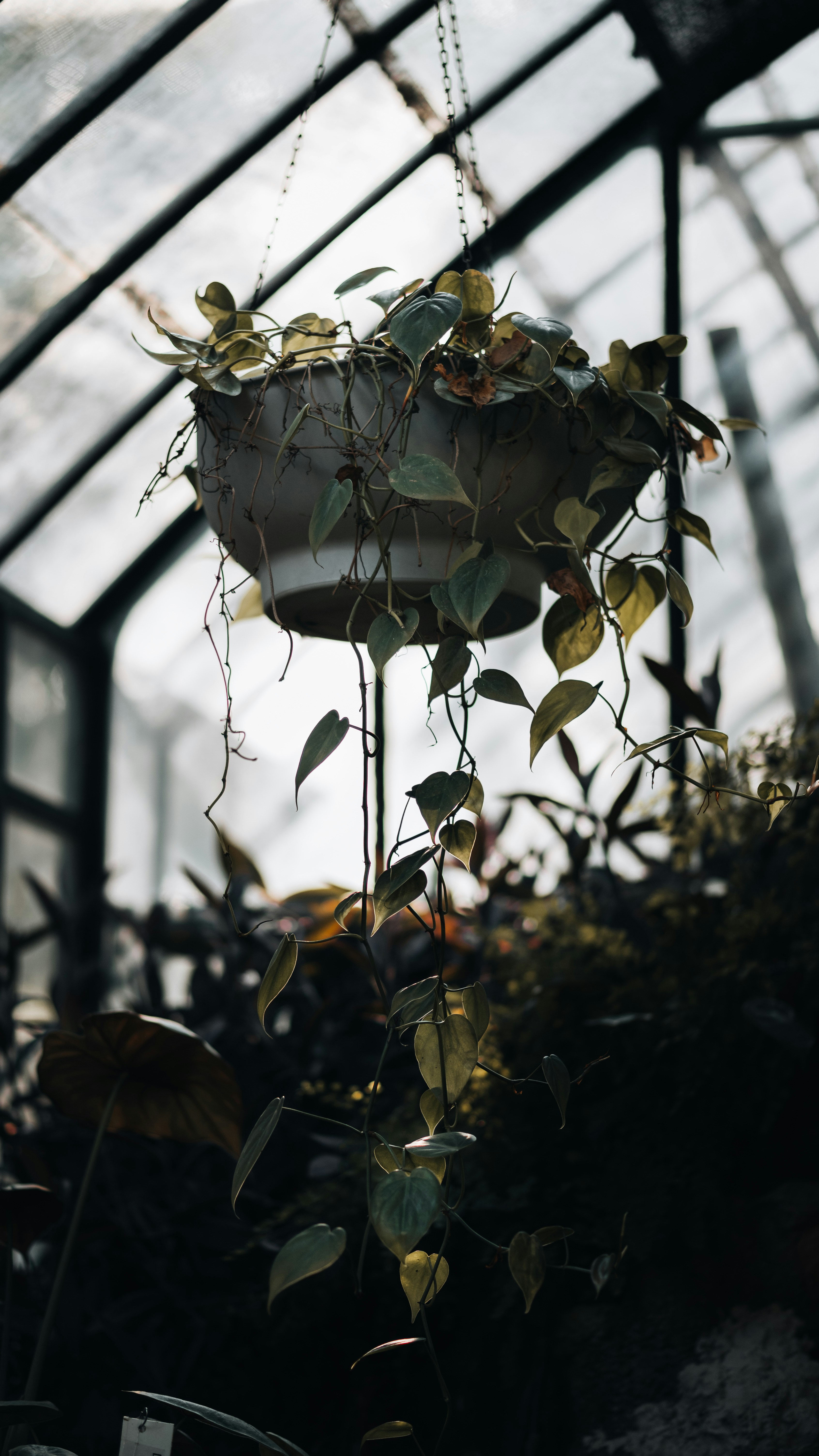 a potted plant hanging from a chain in a greenhouse