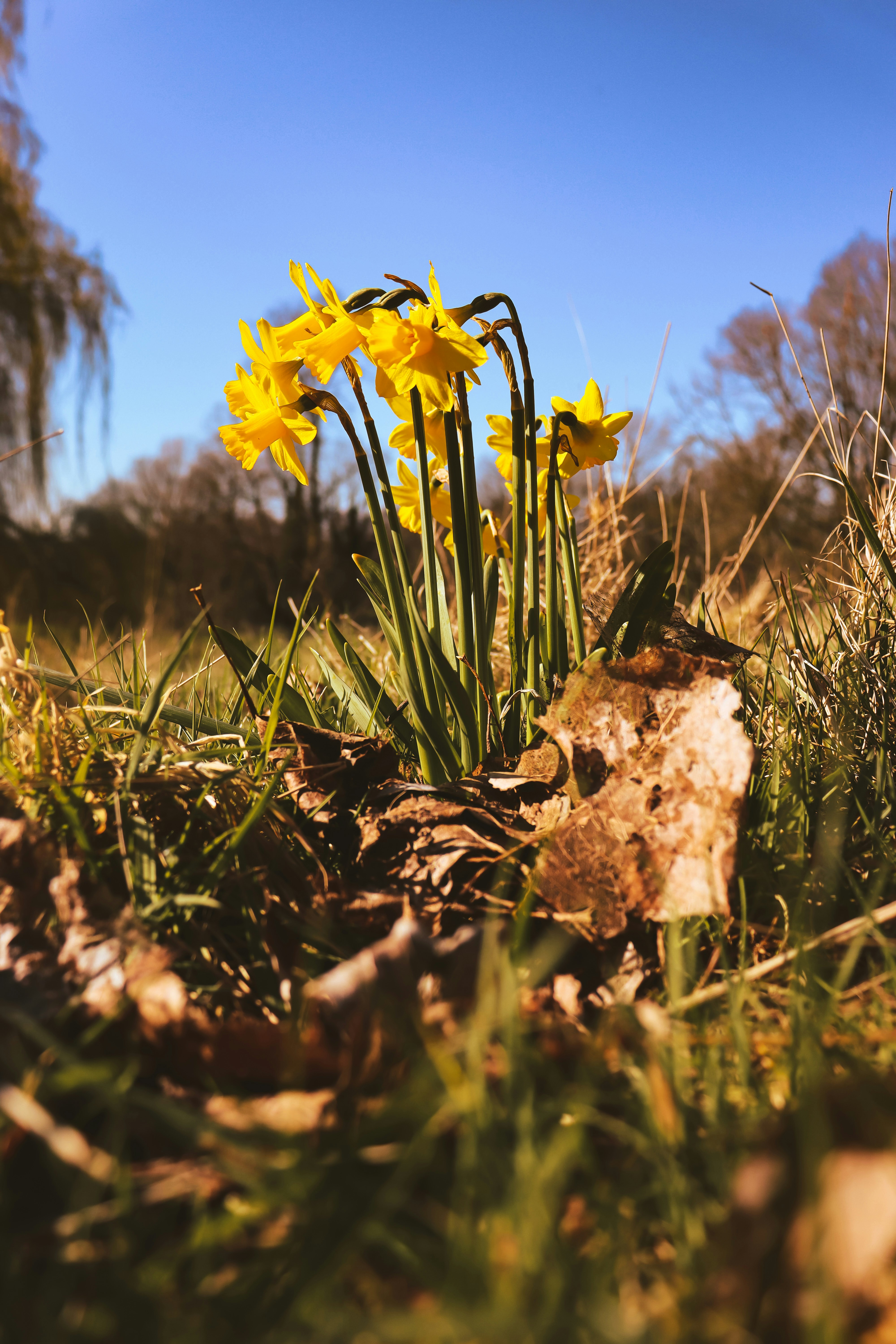 Sunlit Daffodils Stand Tall in a Quiet Spring Field