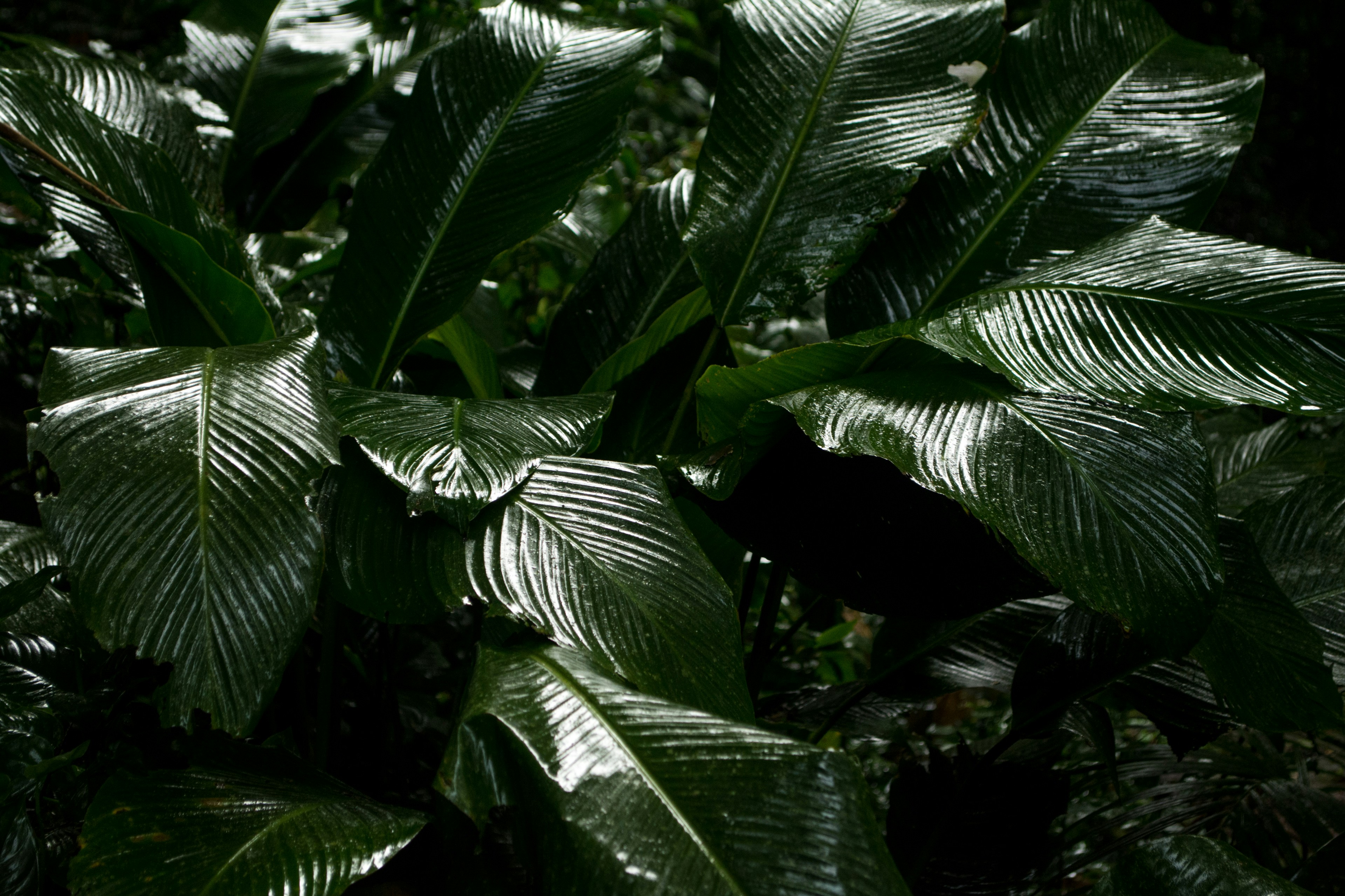 A close up of a plant with lots of leaves photo – Free Parque estadual ...
