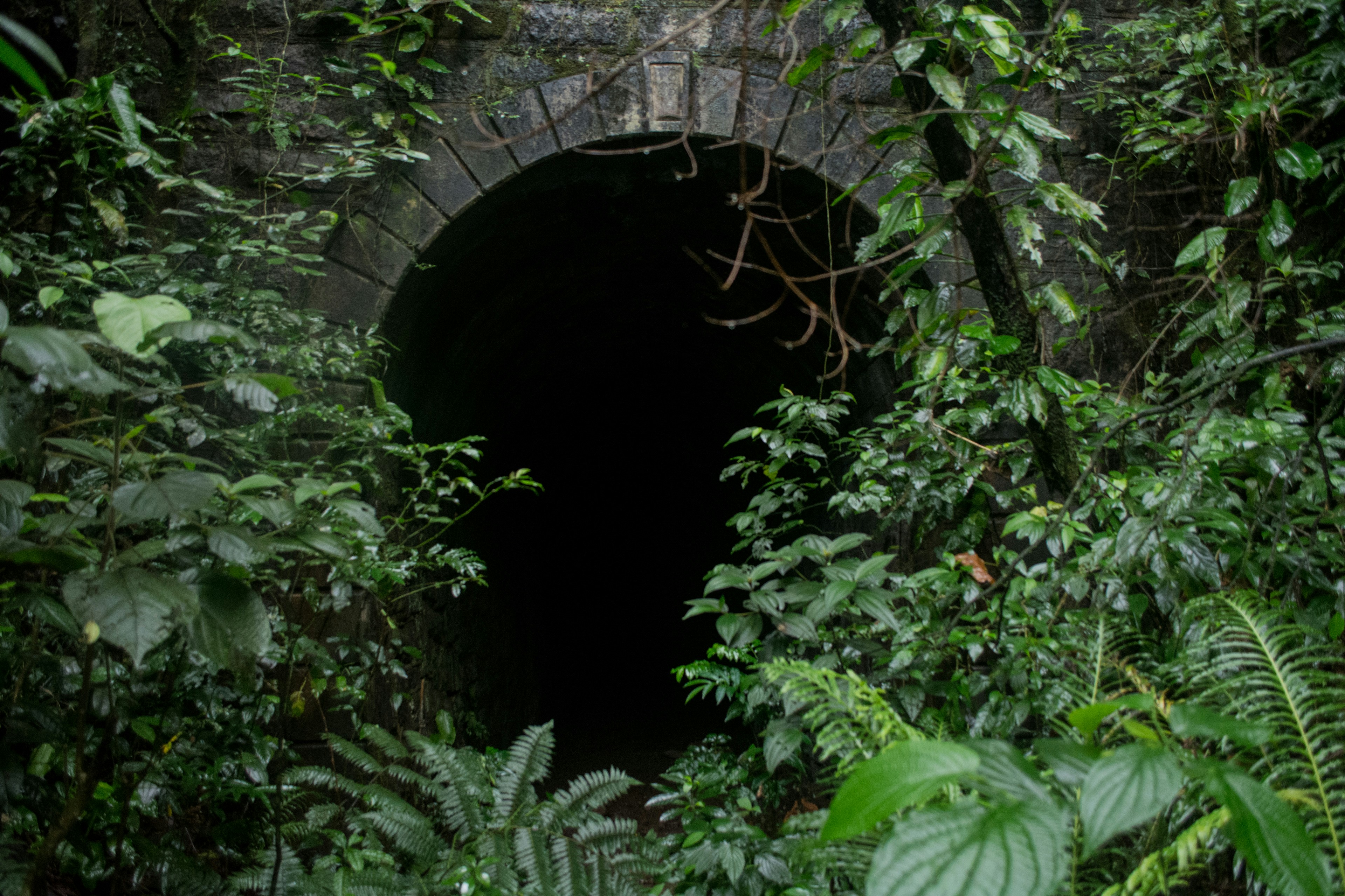 Dark tunnel entrance surrounded by dense, lush foliage, hinting at hidden mysteries within the jungle.