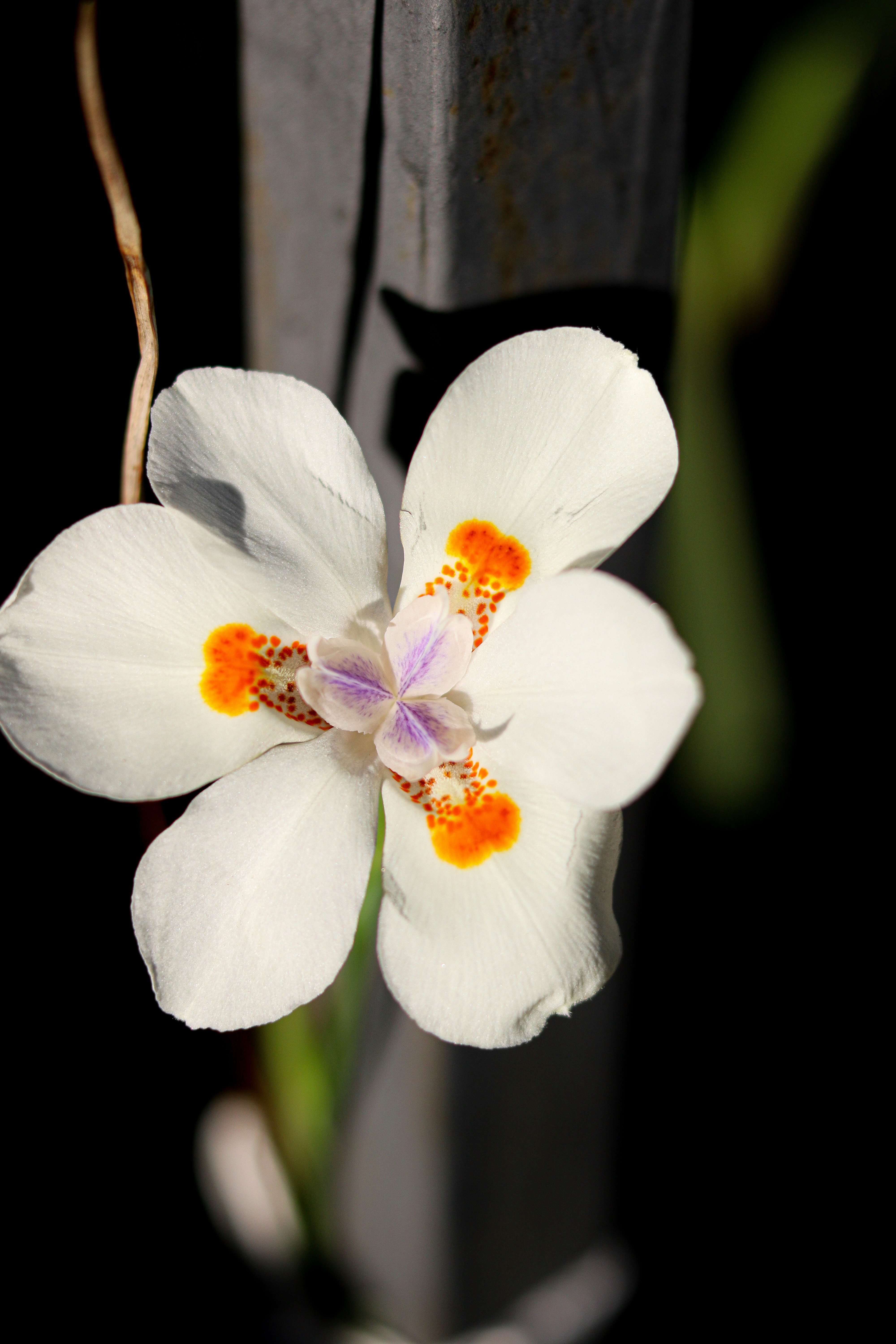 White Orchid Against a Shadowed Backdrop