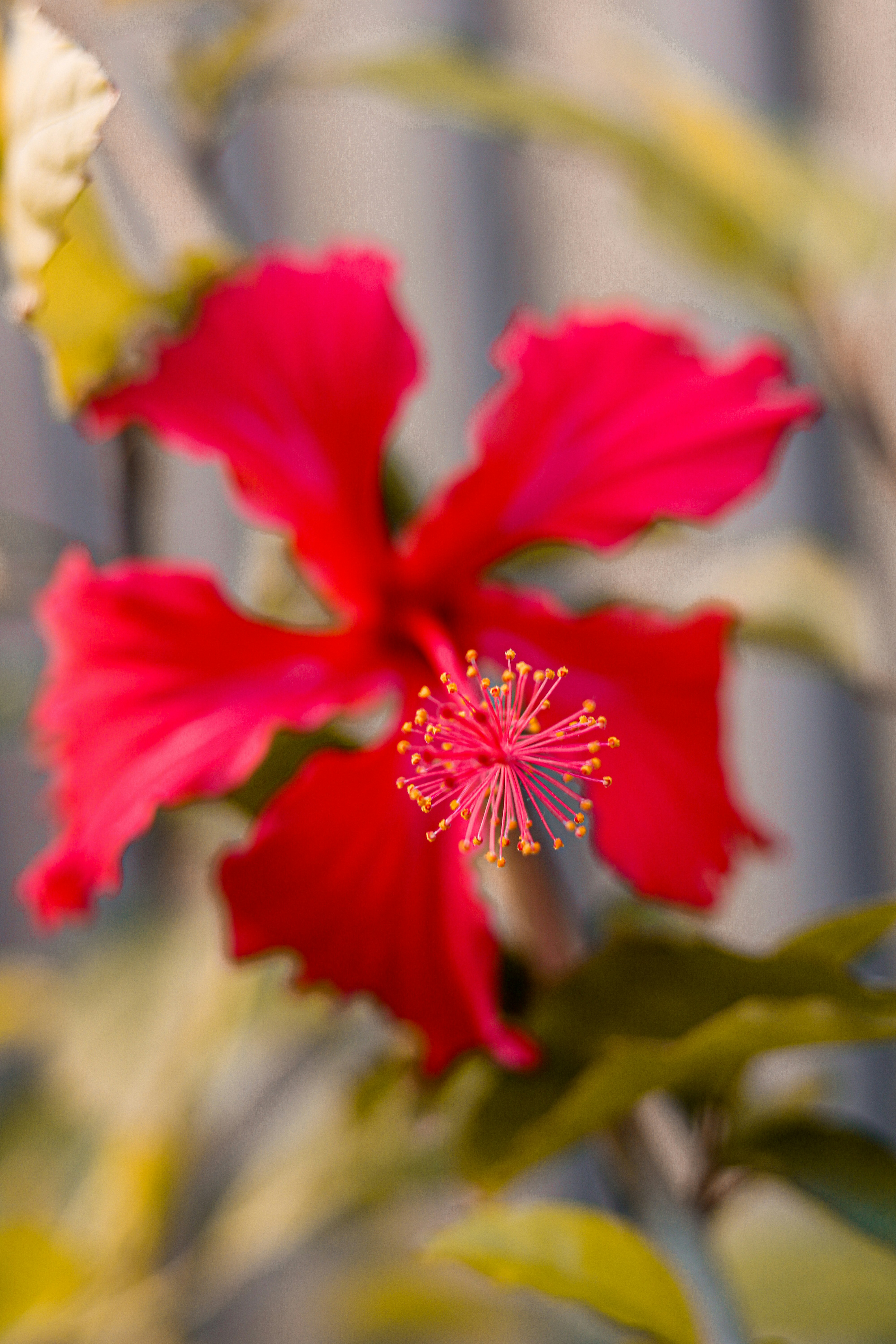 Vibrant red hibiscus flower in full bloom, showcasing intricate petals and delicate stamen against a softly blurred background.
