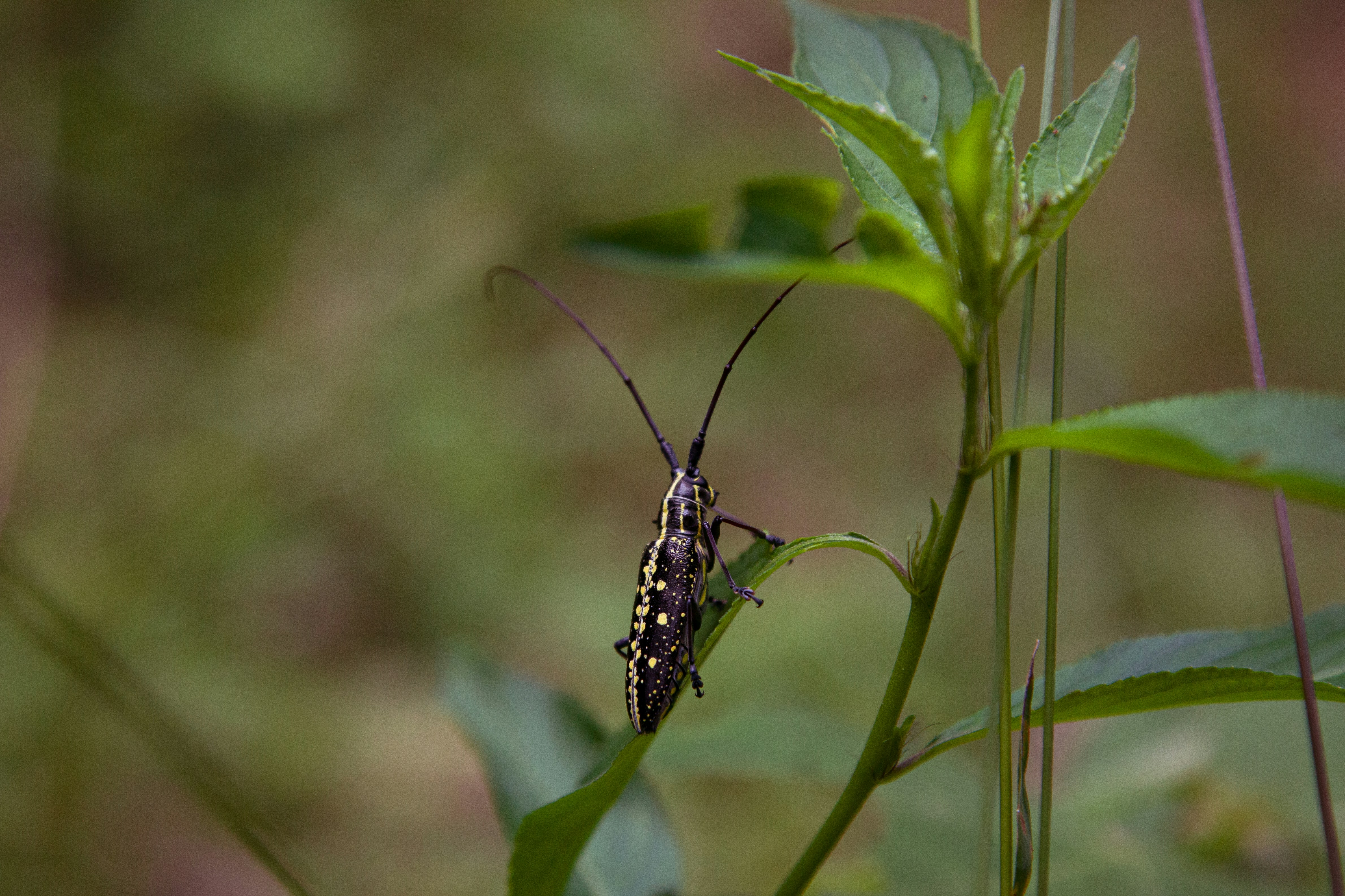 Un primer plano de un insecto en una planta foto – Imagen de Brasil ...