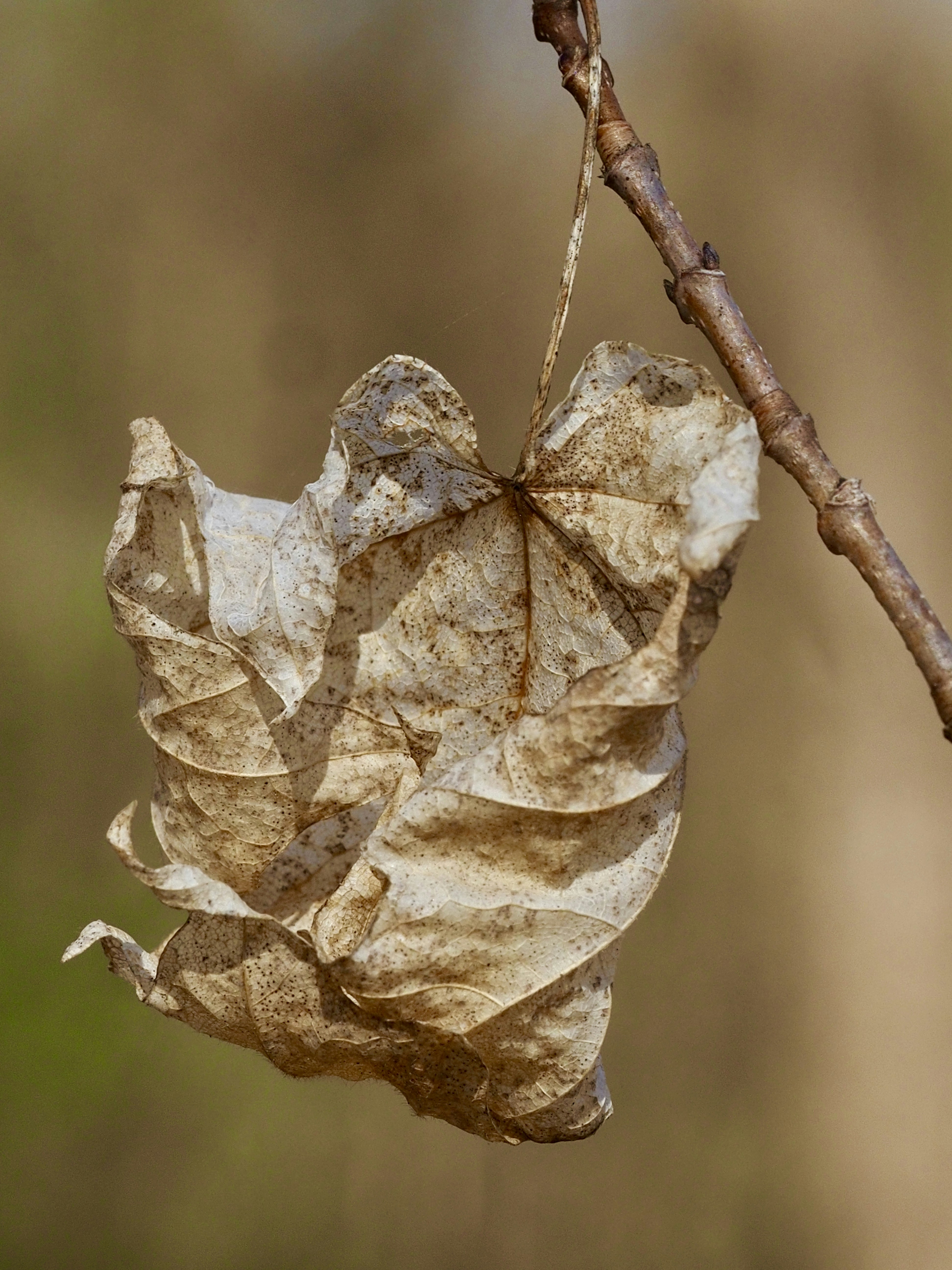 A dried, crumpled leaf clings to a slender branch, showcasing the intricate textures and muted colors of late autumn.