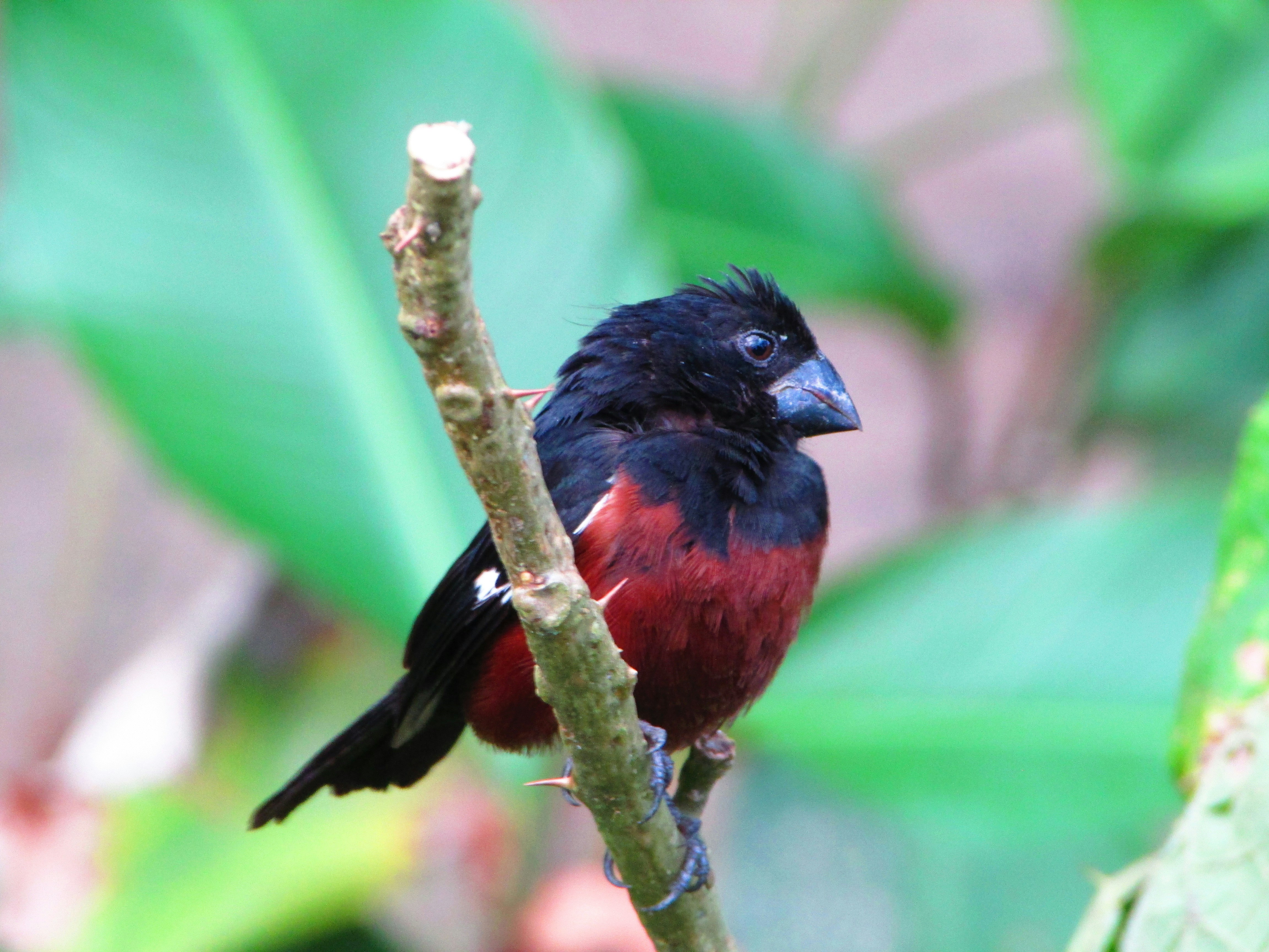 Small bird with a crimson chest and black head perched on a mossy branch among bright green tropical leaves.