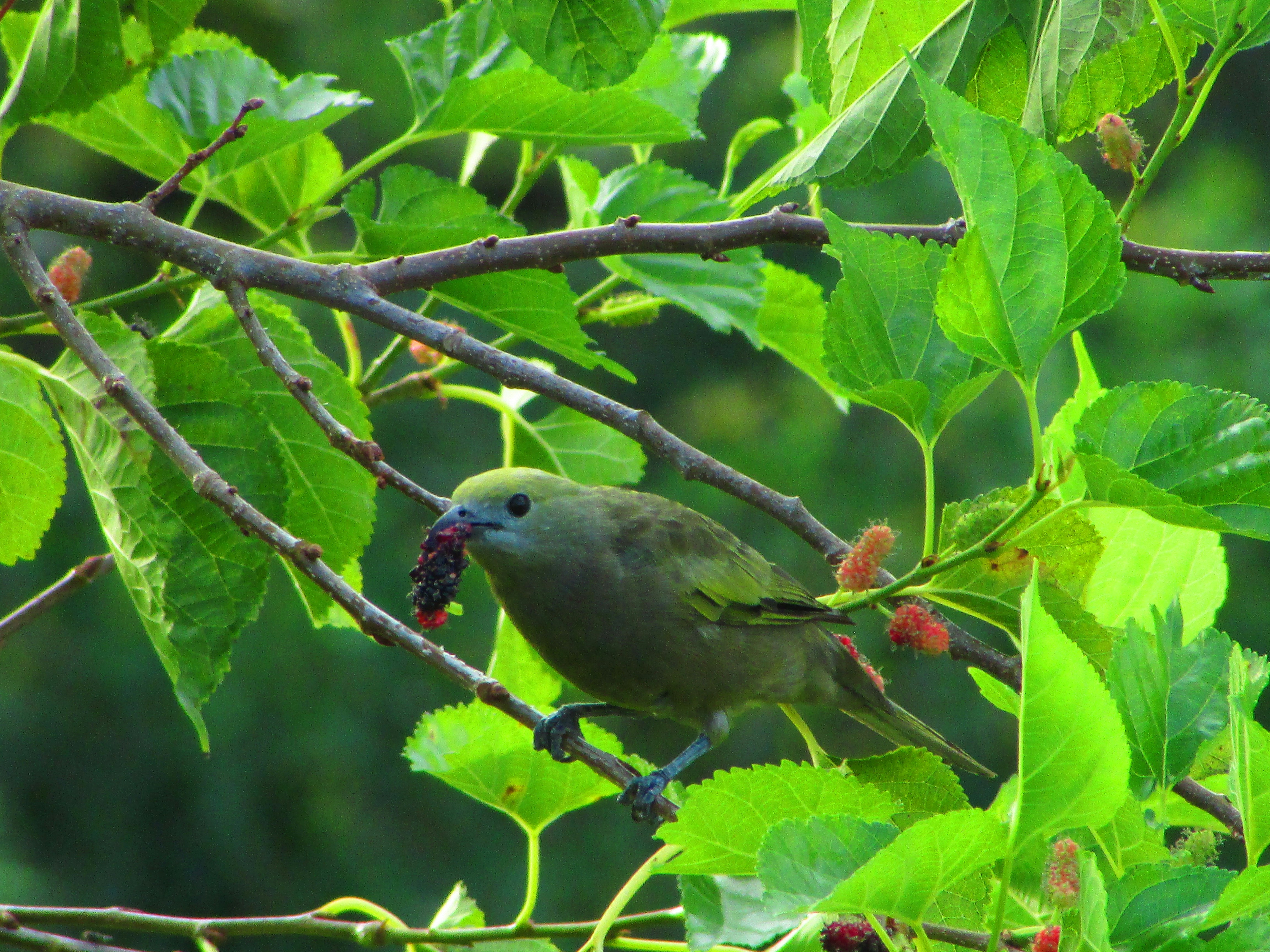 Green bird perched on a branch surrounded by lush leaves, holding a berry.