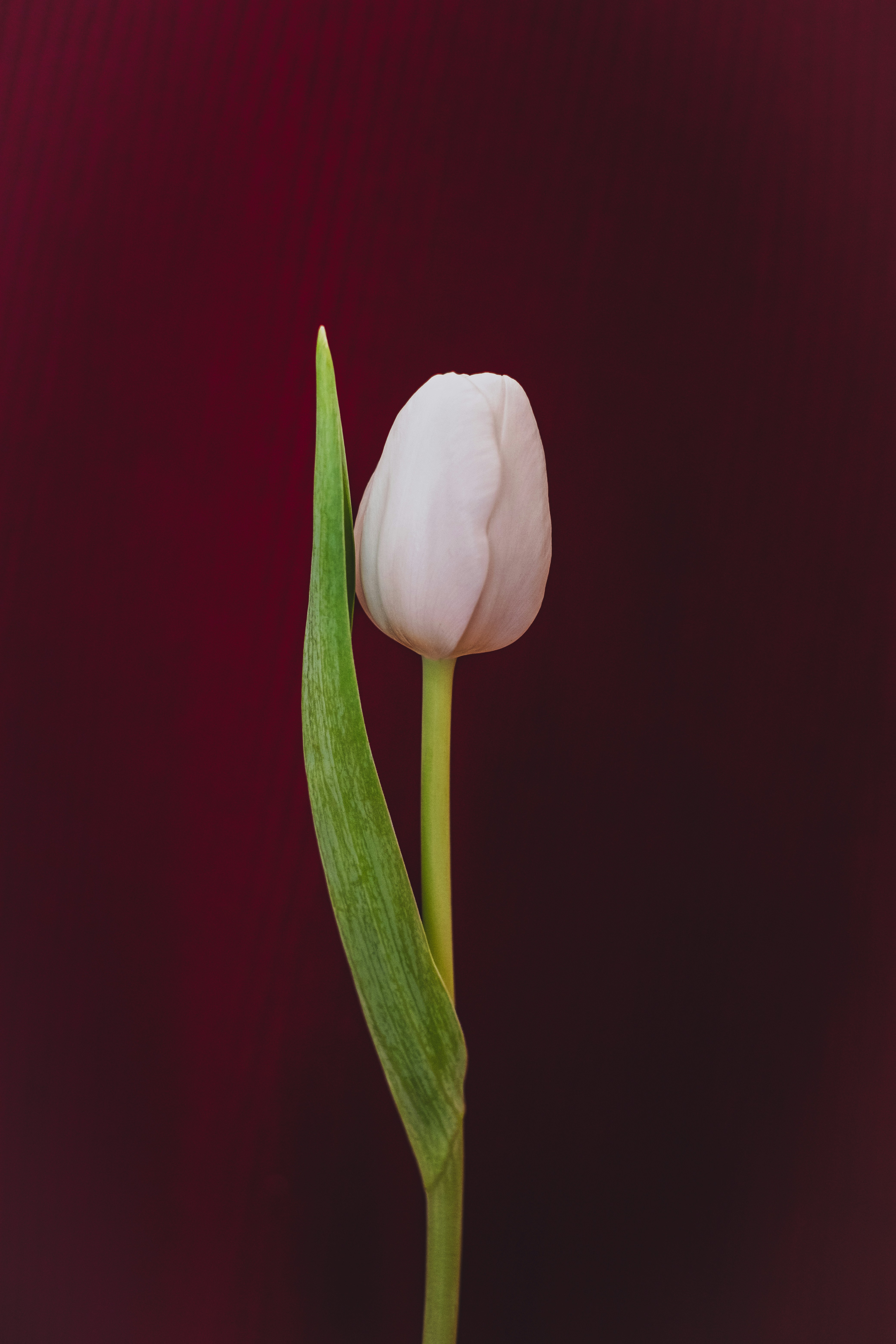 Single White Tulip Against Velvet Burgundy